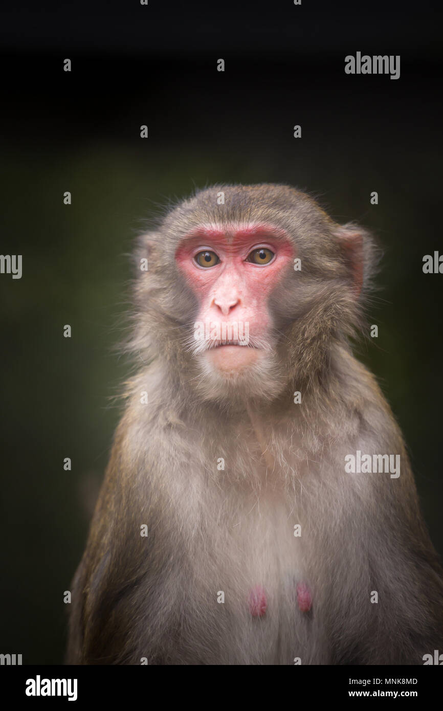 Monkey looking straight into camera hi-res stock photography and images ...