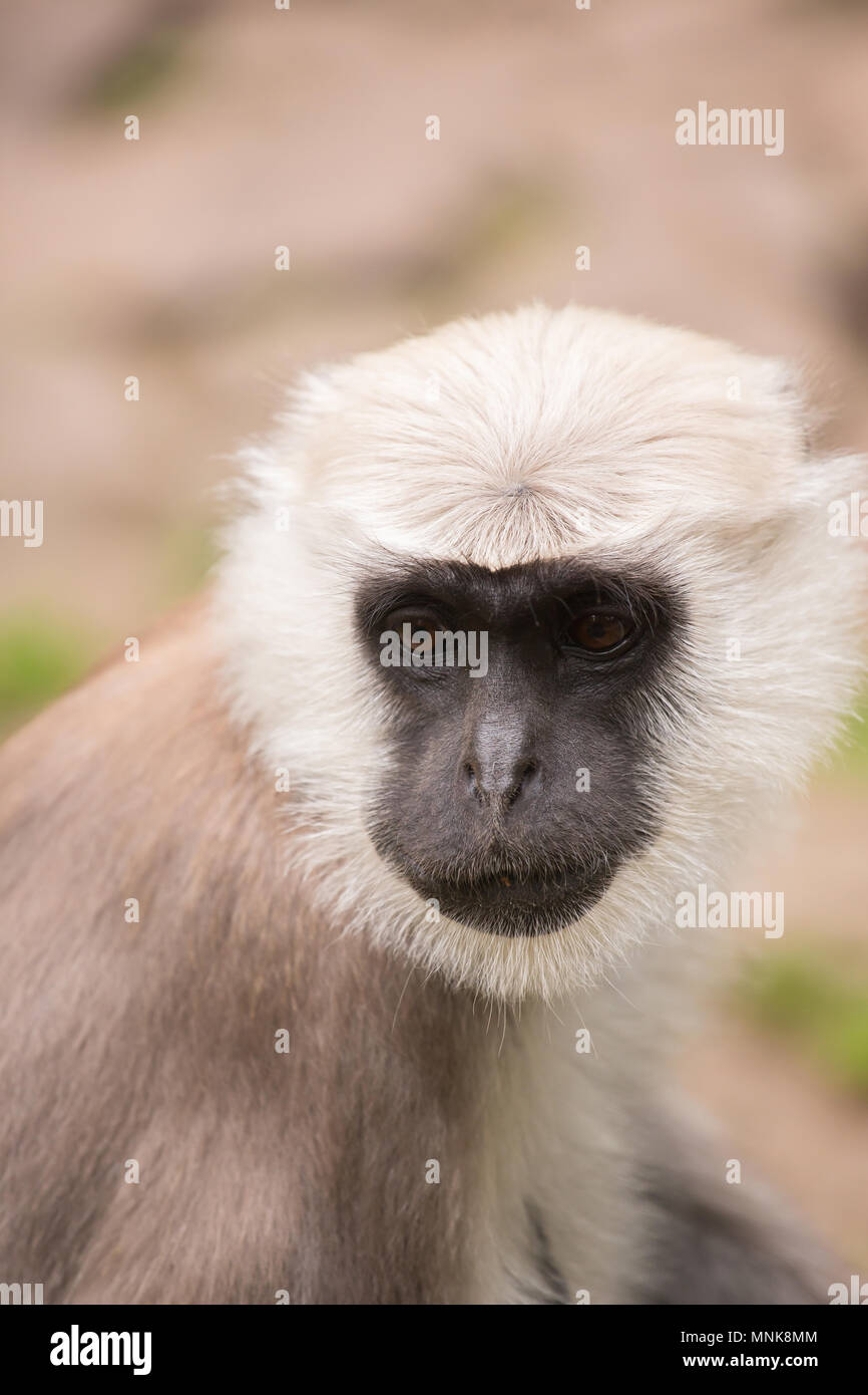 Monkey looks up hi-res stock photography and images - Alamy