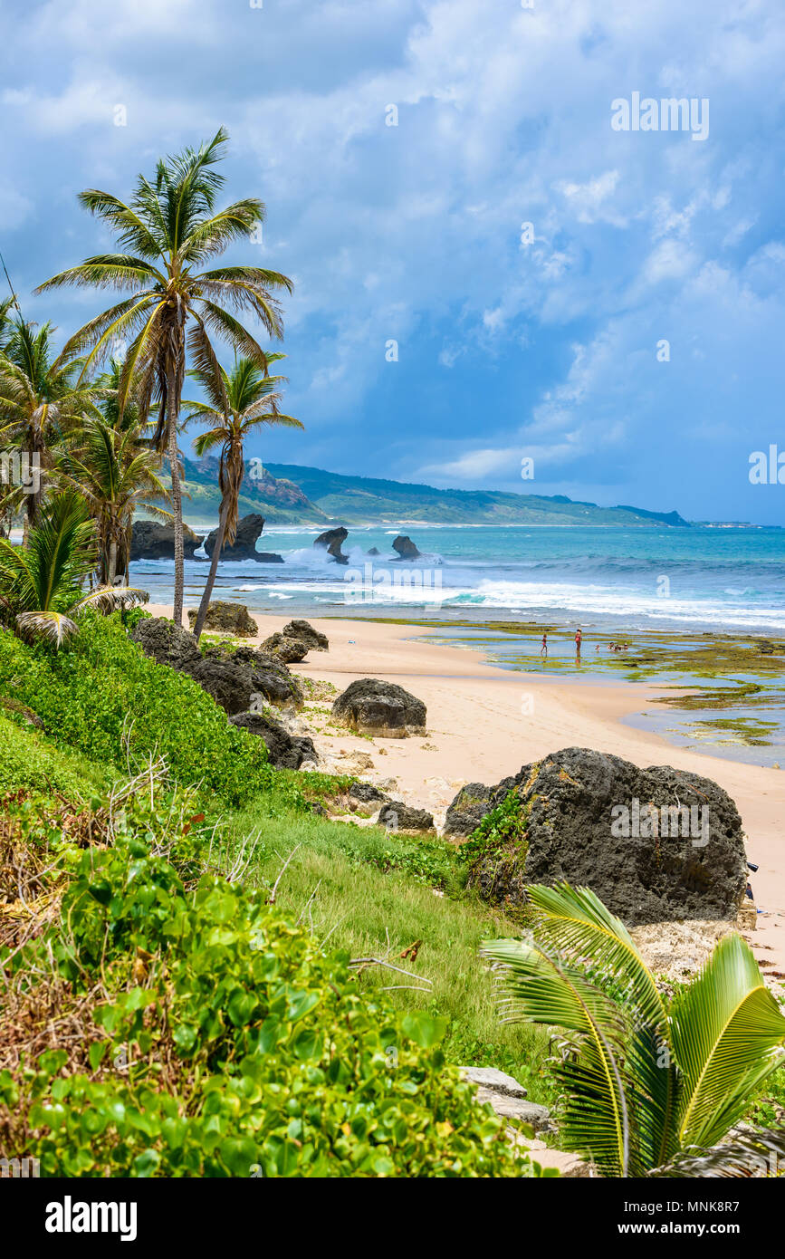 Rock formation on the beach of Bathsheba, East coast of island Barbados ...