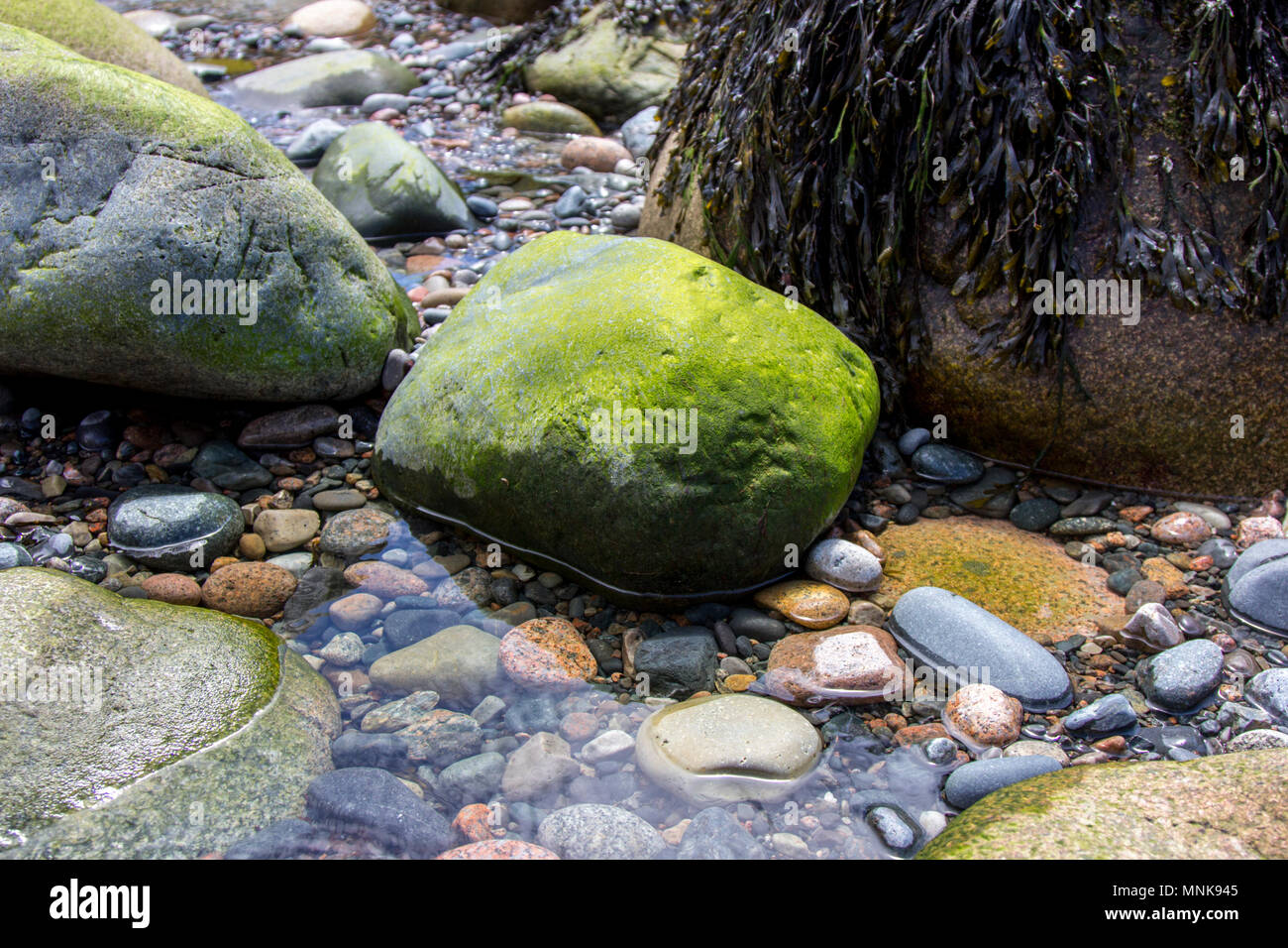 A green rock surrounded by a bunch of smooth stones in shallow water ...