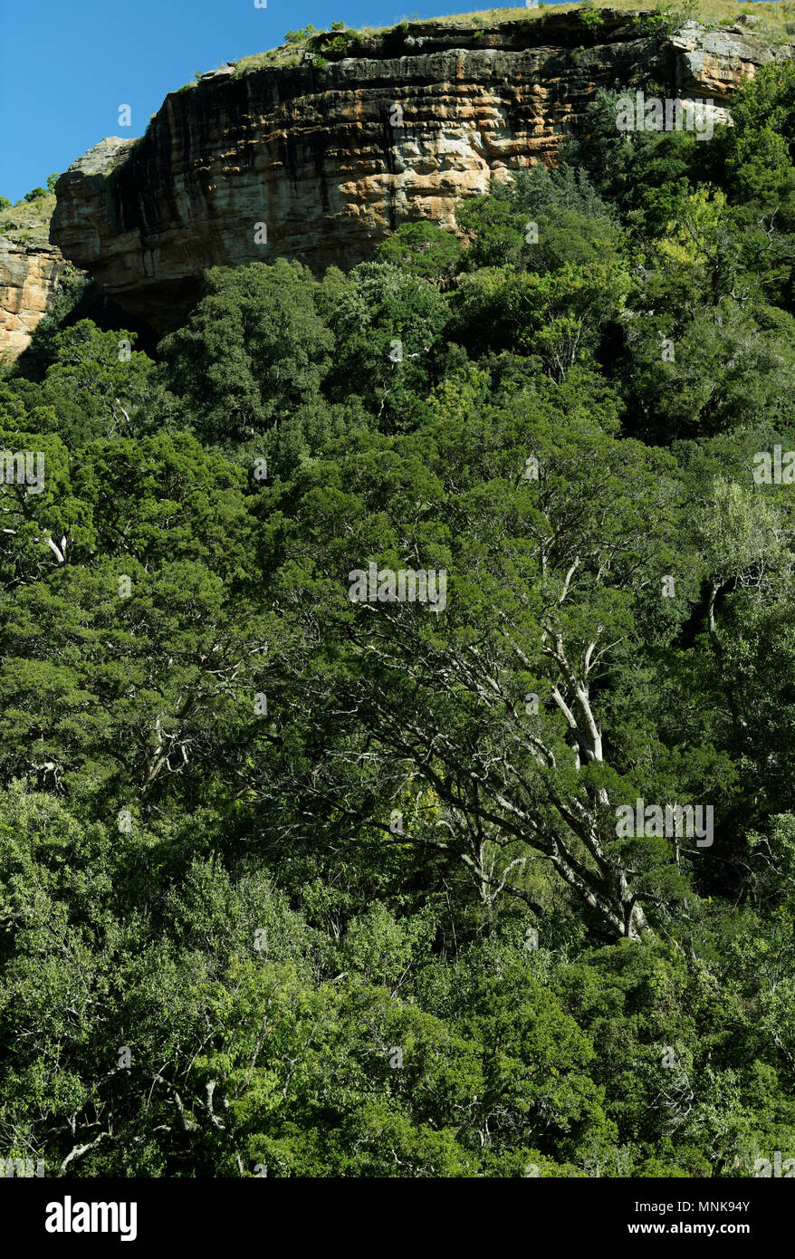 Afromontane hi-res stock photography and images - Alamy