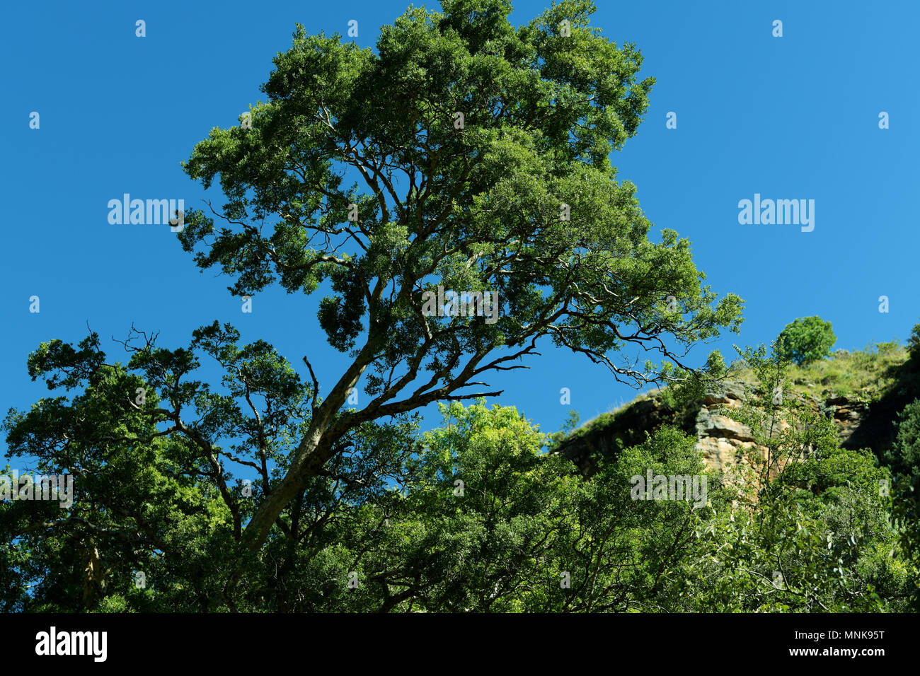 Outline of unknown indigenous tree growing above the canopy of ...