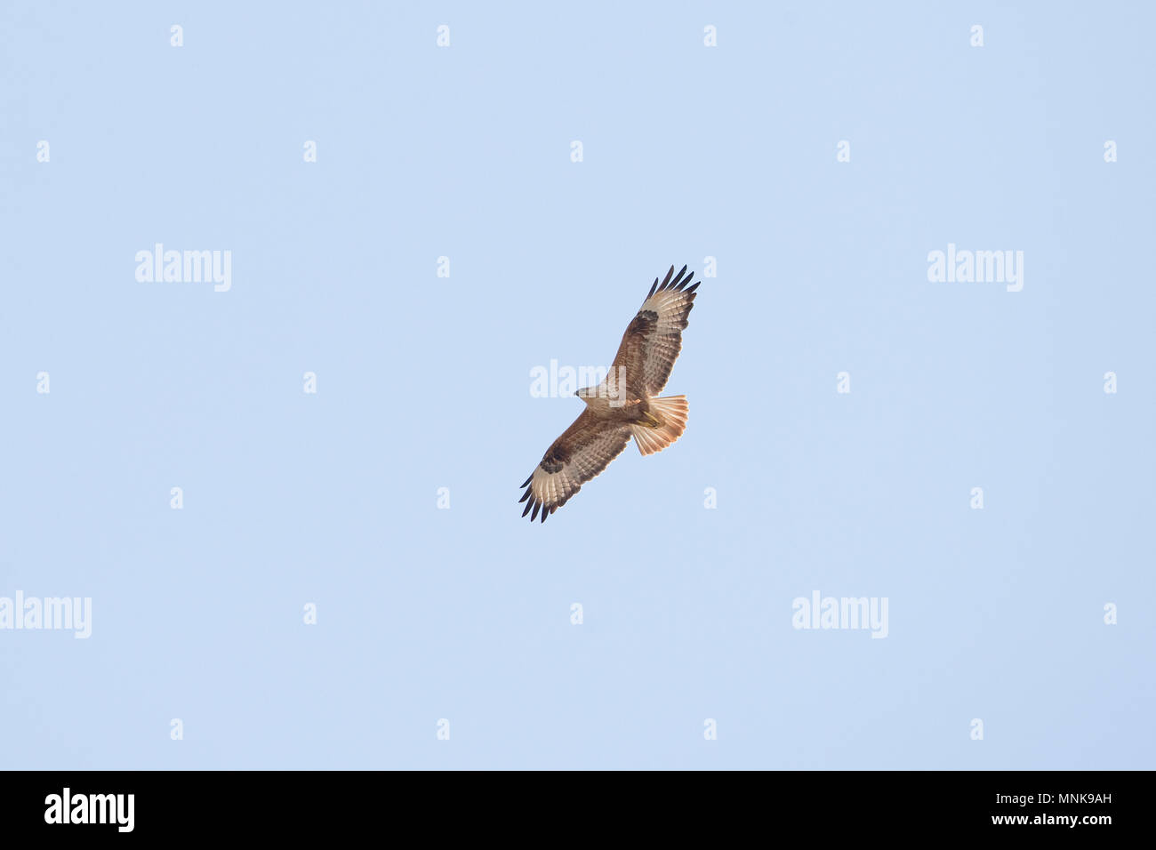 Long-legged Buzzard (Buteo rufinus) Romania RO May 2018 Stock Photo - Alamy