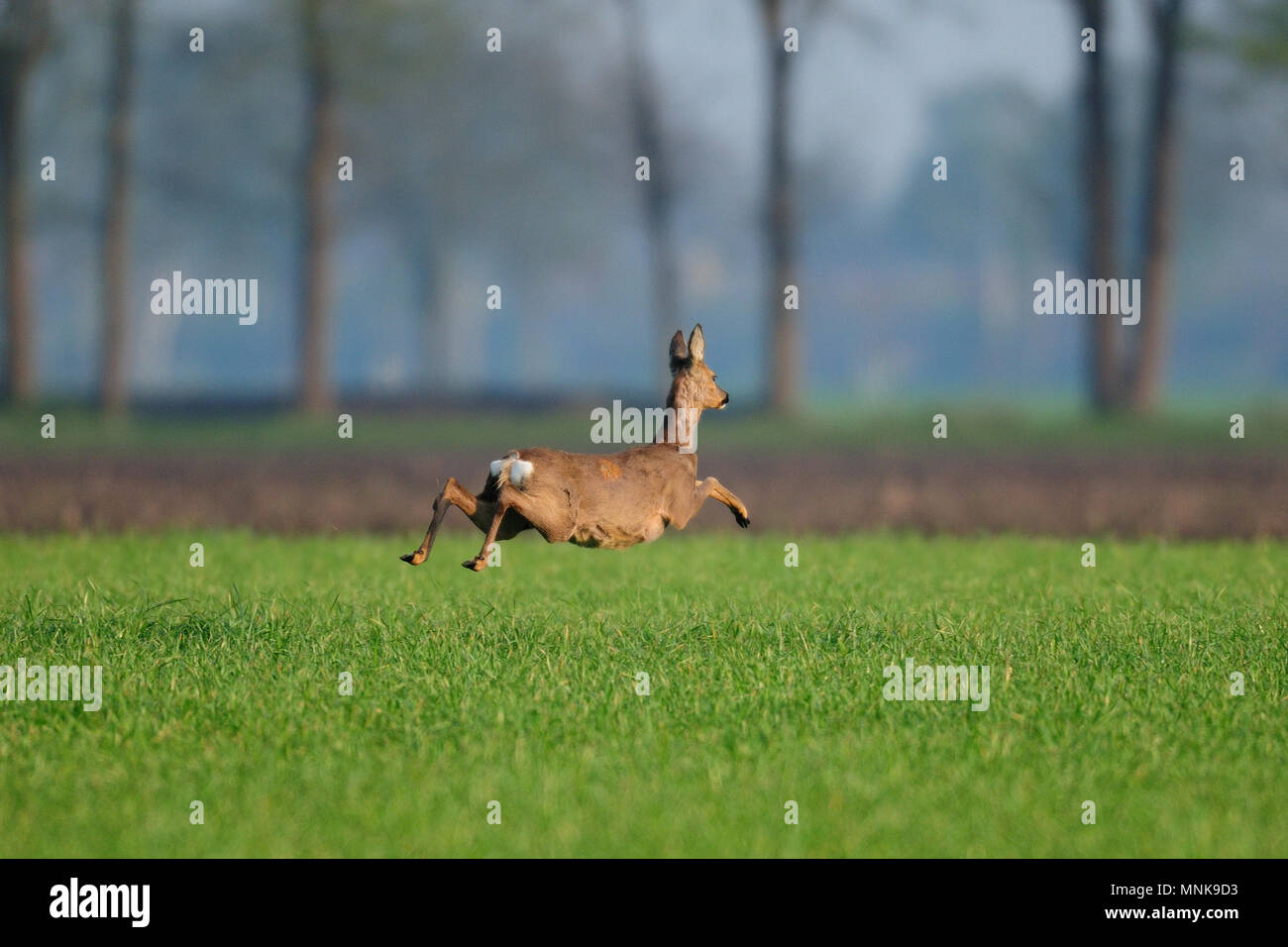 Roe deer female spring hi-res stock photography and images - Alamy