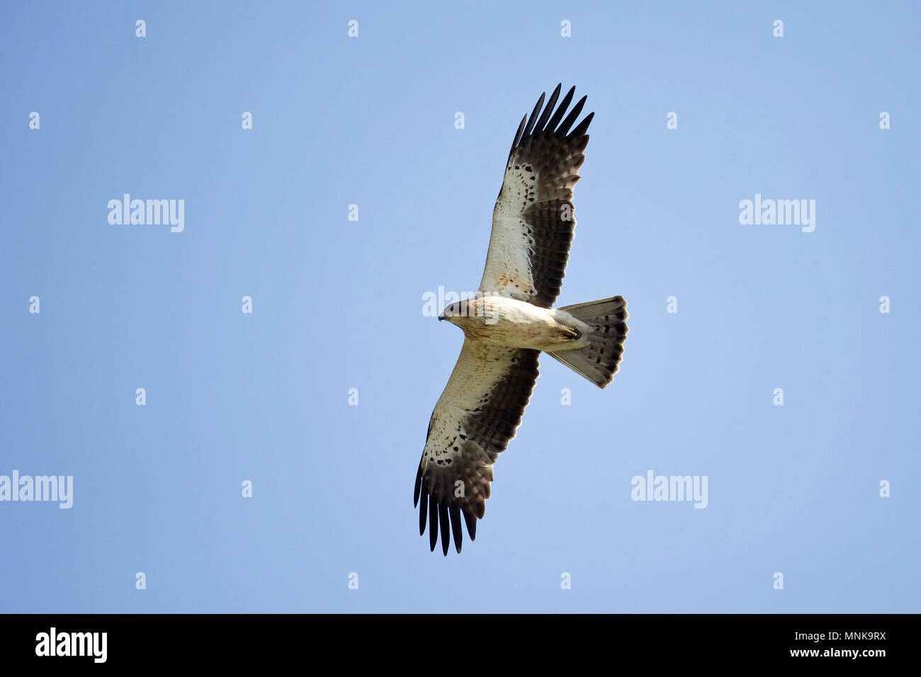 Booted eagle hi-res stock photography and images - Alamy