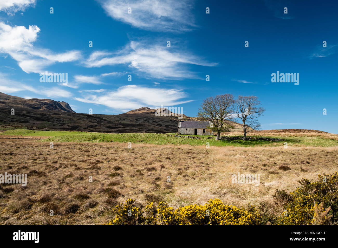 The ruined Bothy at Lettermore on moorland leading up towards Ben Loyal ...