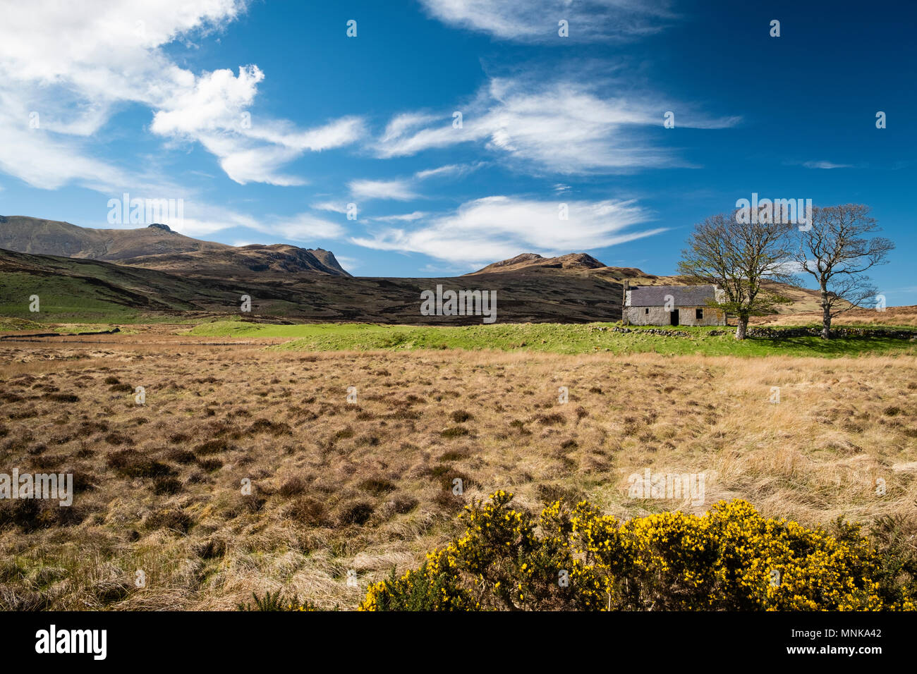 The ruined Bothy at Lettermore on moorland leading up towards Ben Loyal ...
