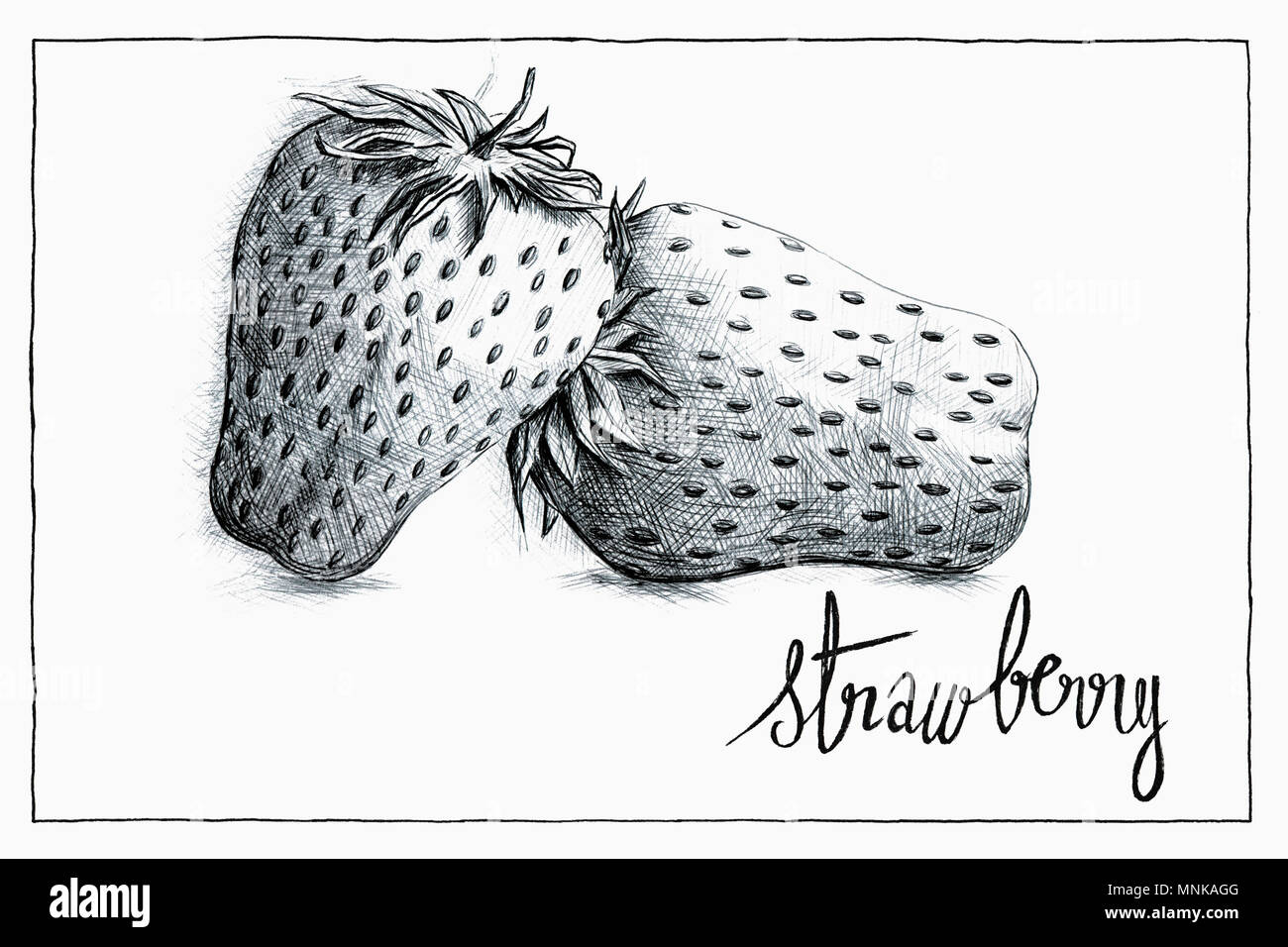 hand drawn black ballpoint pen illustration of strawberries with ...
