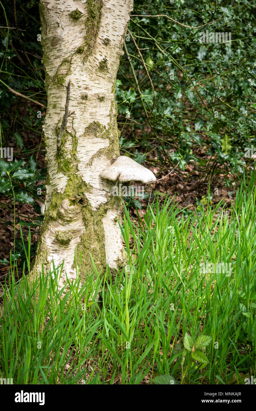 Silver birch tree trunk fungus hi-res stock photography and images - Alamy