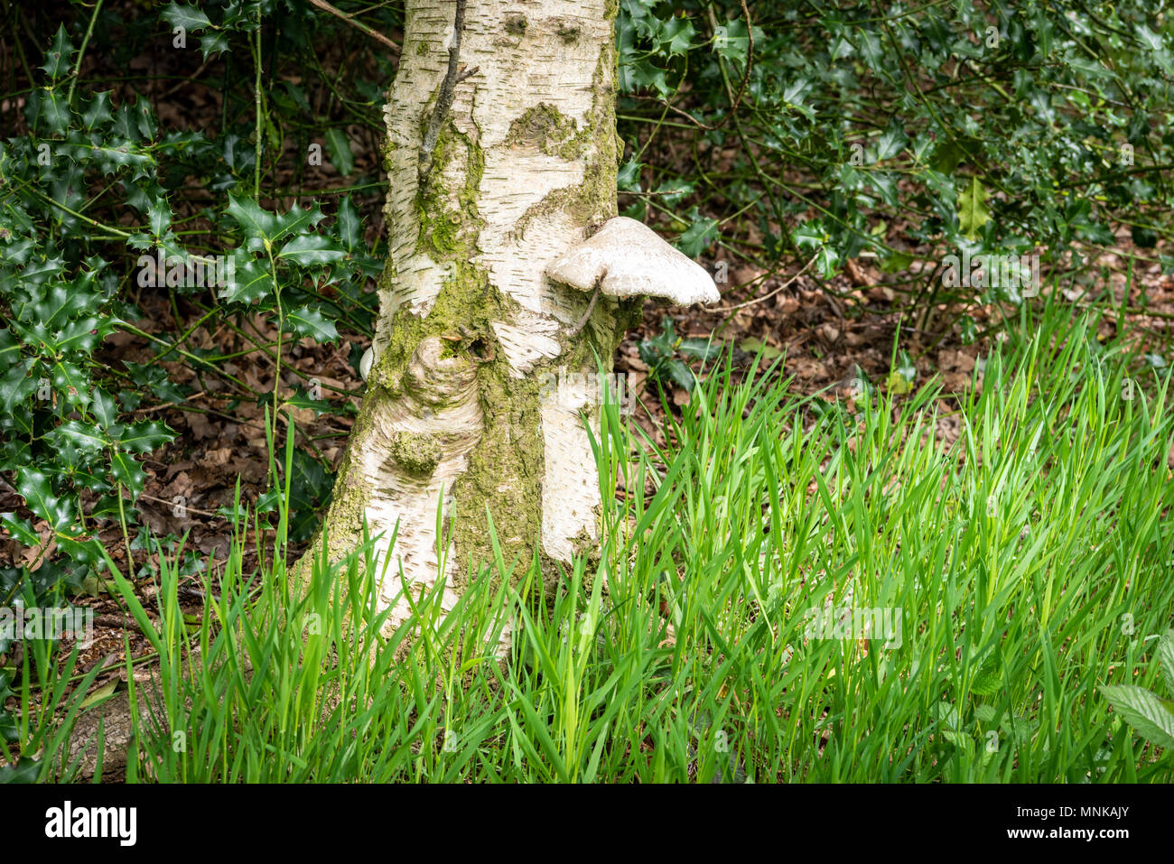Fungus growing on silver birch hi-res stock photography and images - Alamy