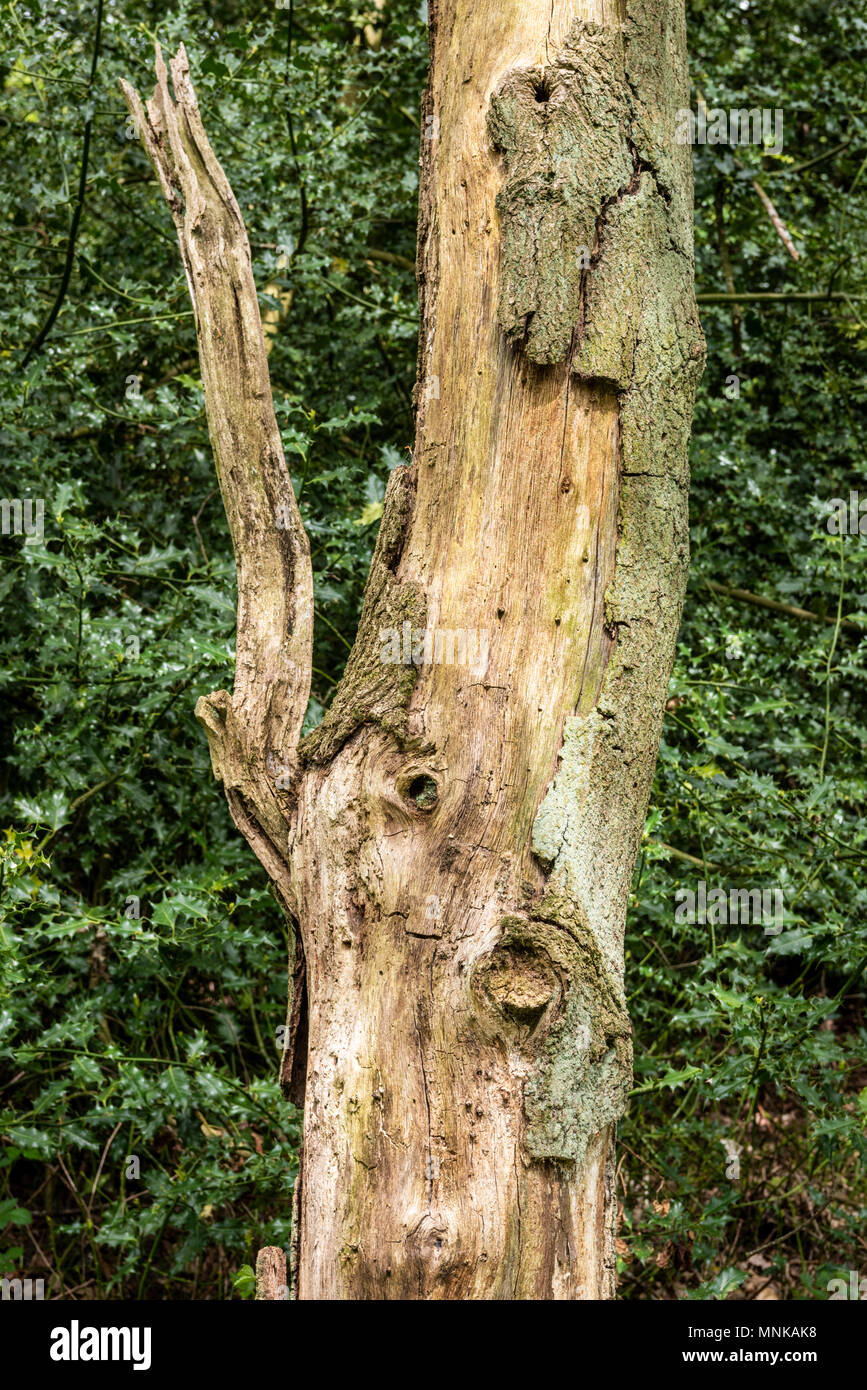 Dead trees uk forest hi-res stock photography and images - Alamy
