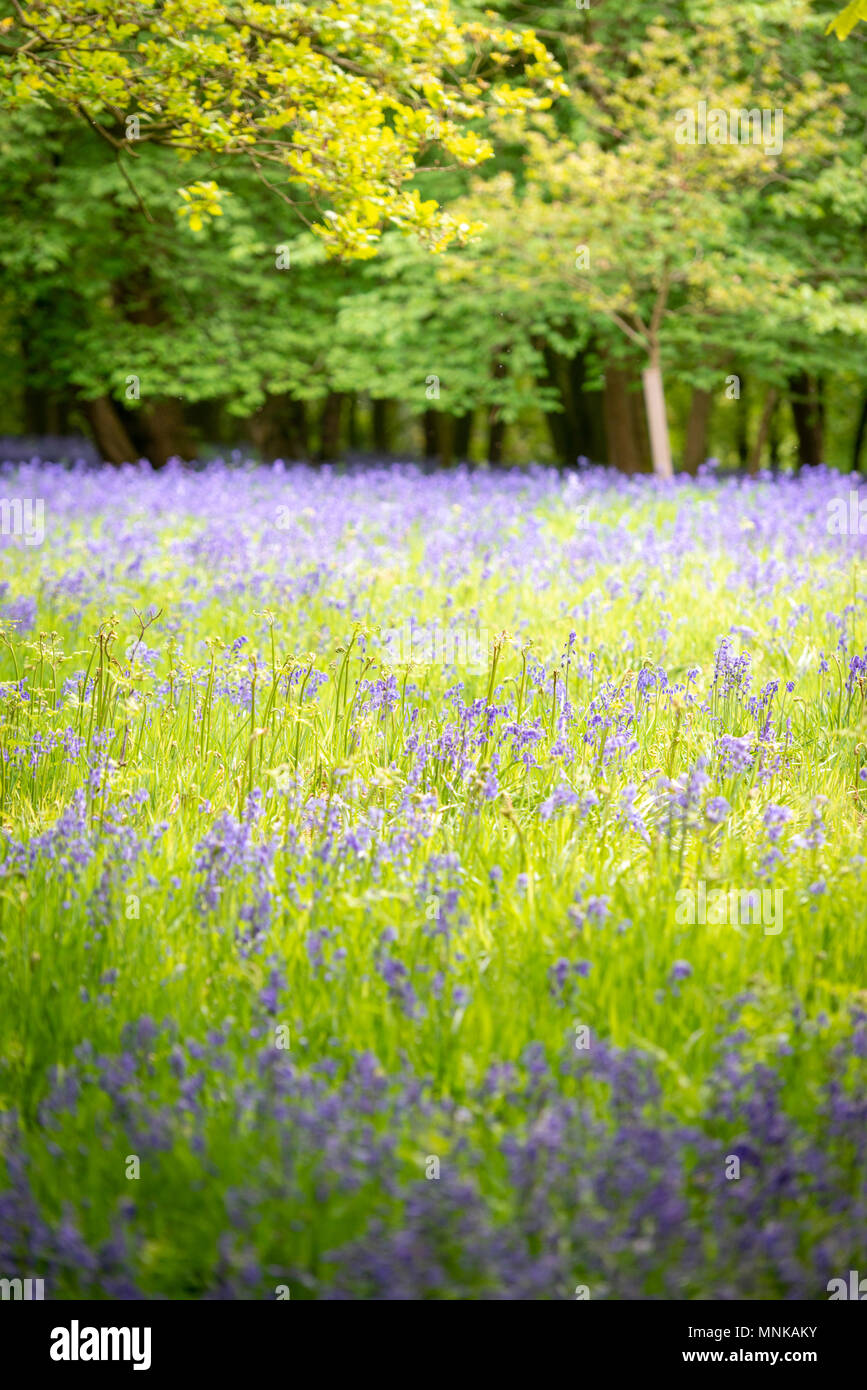 Bluebells in flower in woodland in spring at Margaret Wood Bluebell ...