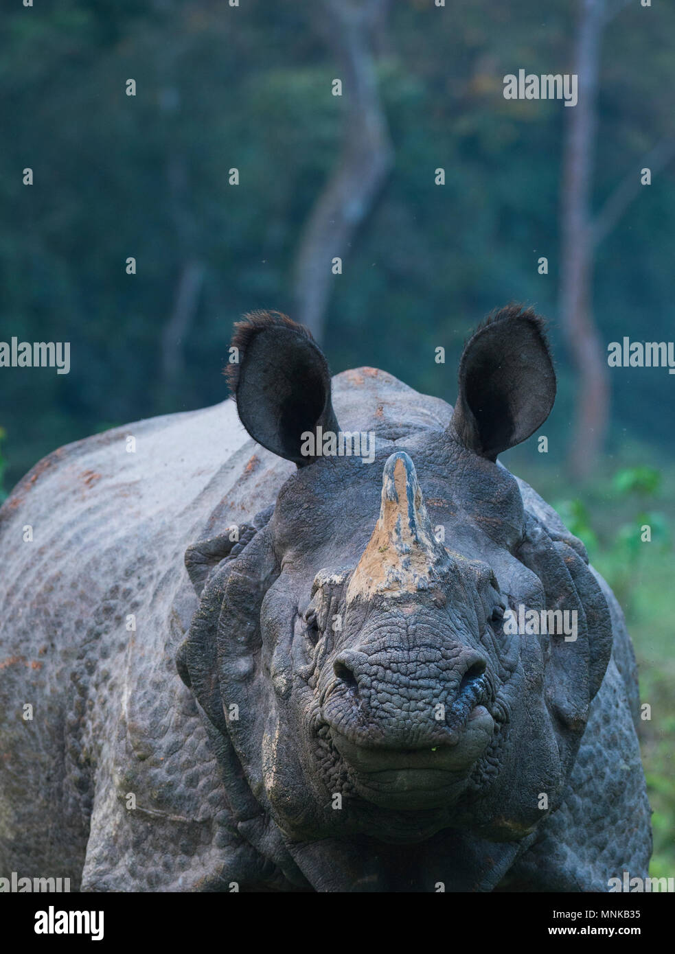 One-horned Asian rhinoceros (Rhinoceros unicornis), Chitwan National ...