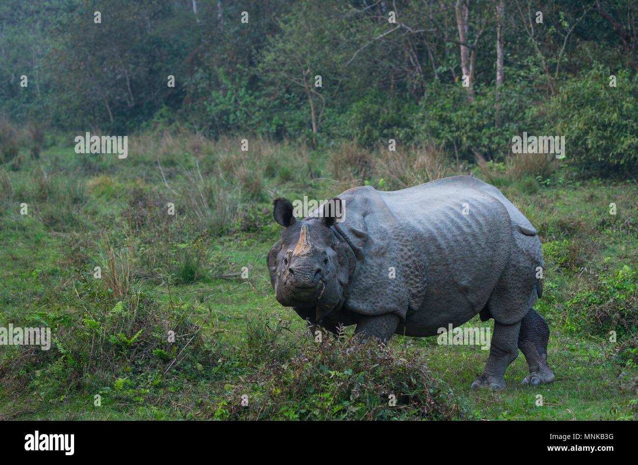 One-horned Asian rhinoceros (Rhinoceros unicornis), Chitwan National ...