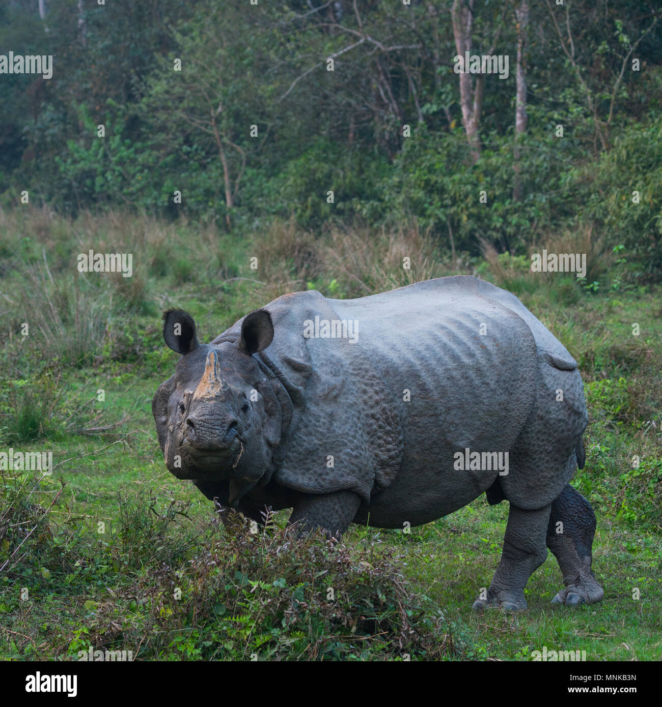 One-horned Asian rhinoceros (Rhinoceros unicornis), Chitwan National ...