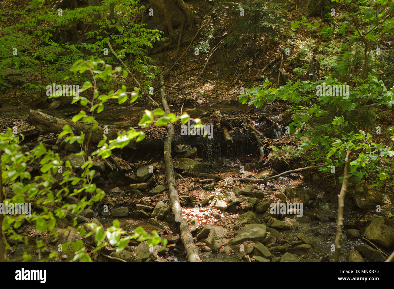 Spring creek forest preserve hi-res stock photography and images - Alamy