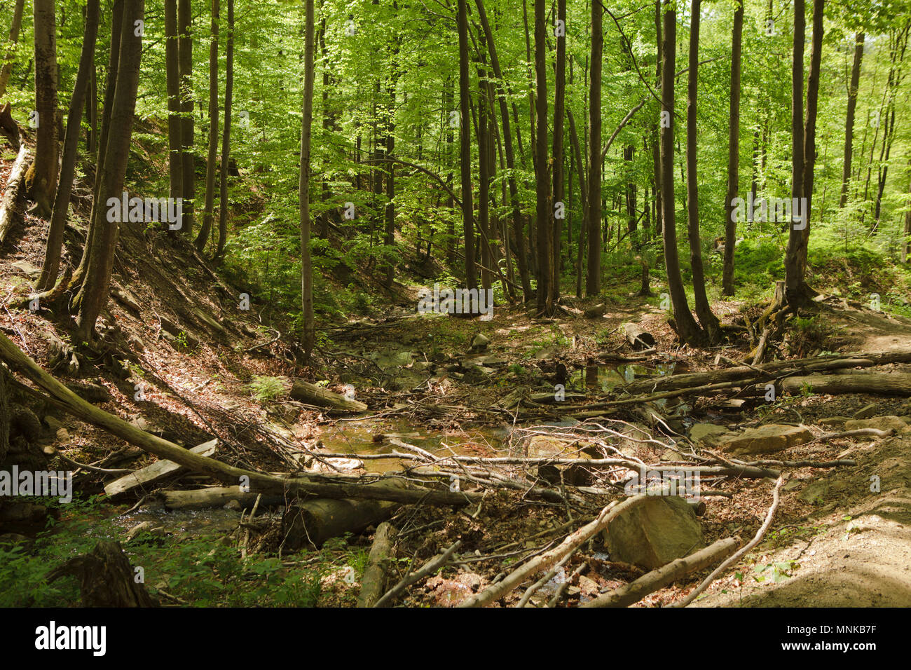 Spring creek forest preserve hi-res stock photography and images - Alamy