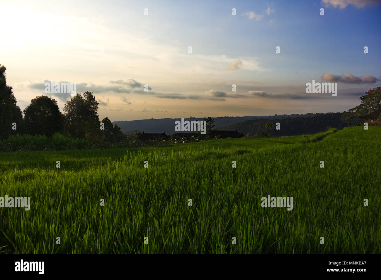 Rice terraces at sunset hi-res stock photography and images - Alamy