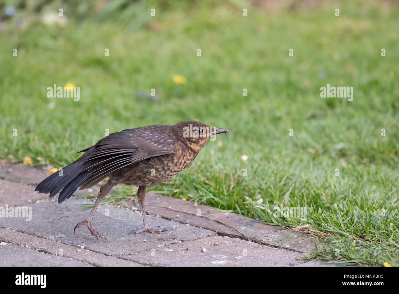 Young bird stretching hi-res stock photography and images - Alamy