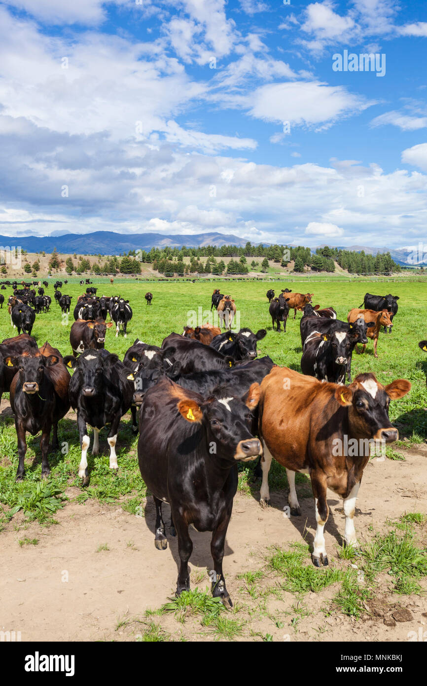 Dairy Cows New Zealand High Resolution Stock Photography and Images - Alamy