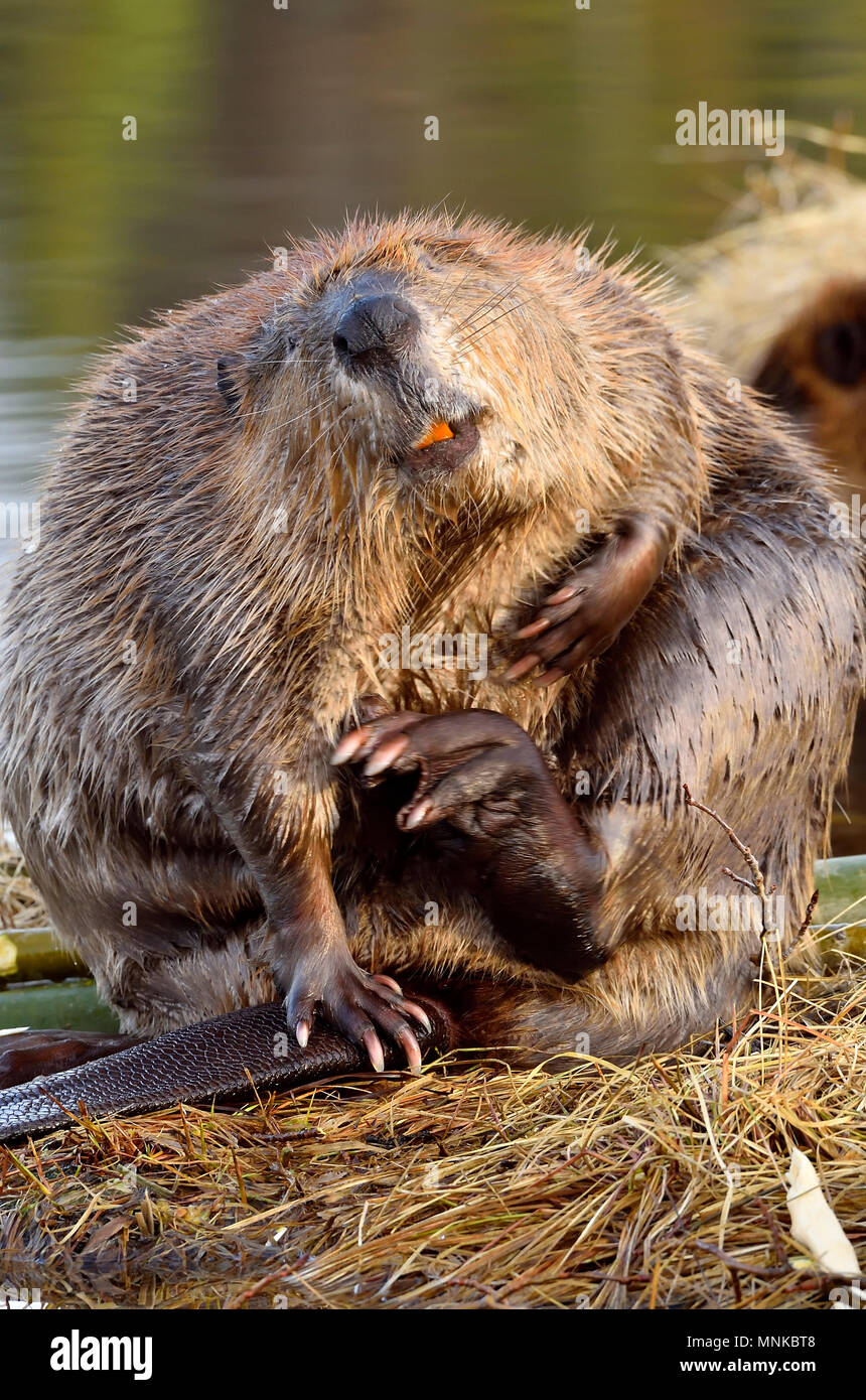 Beaver showing teeth hi-res stock photography and images - Alamy