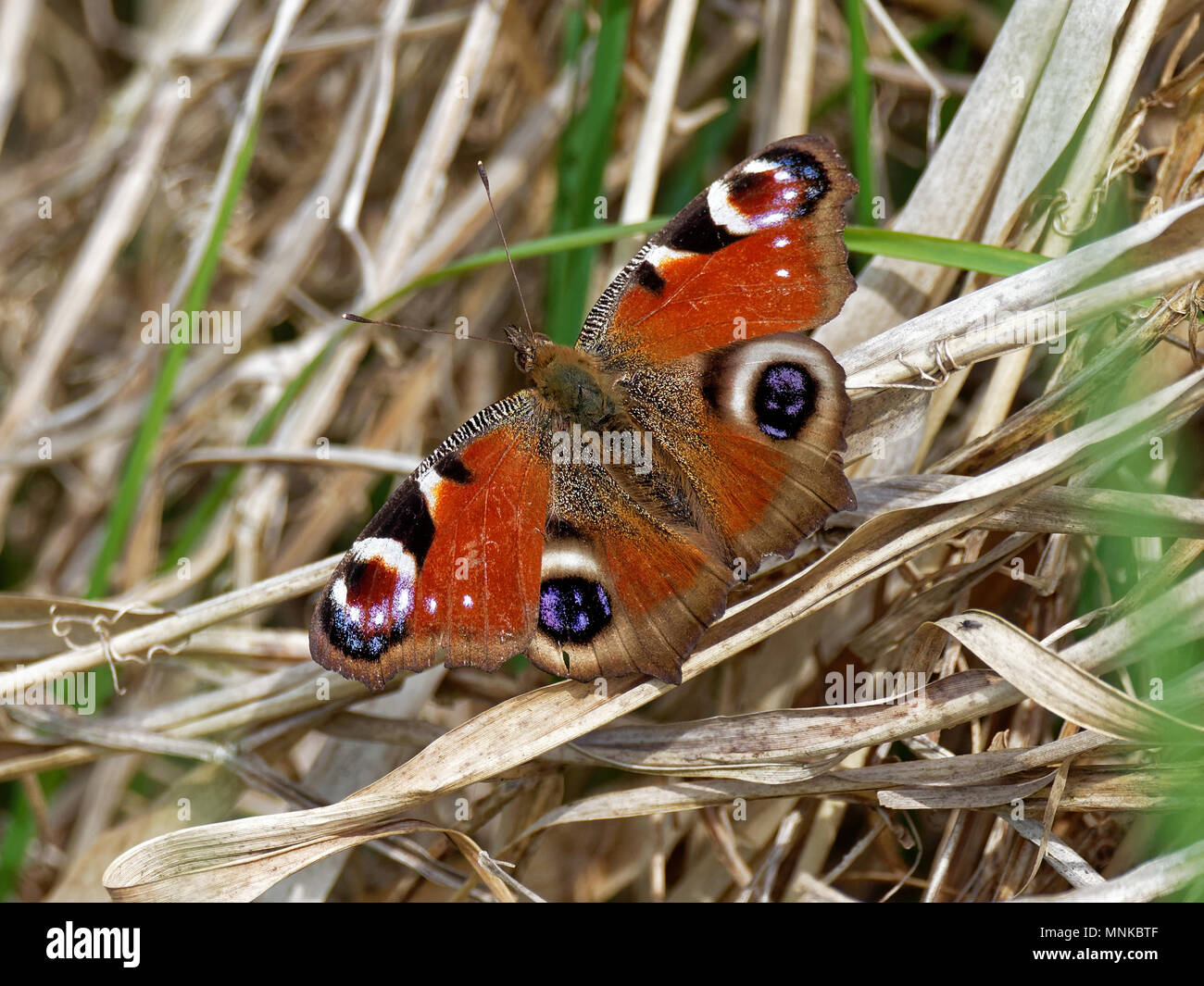 Peacock Butterfly, Inachis io, Leopidoptera Stock Photo - Alamy