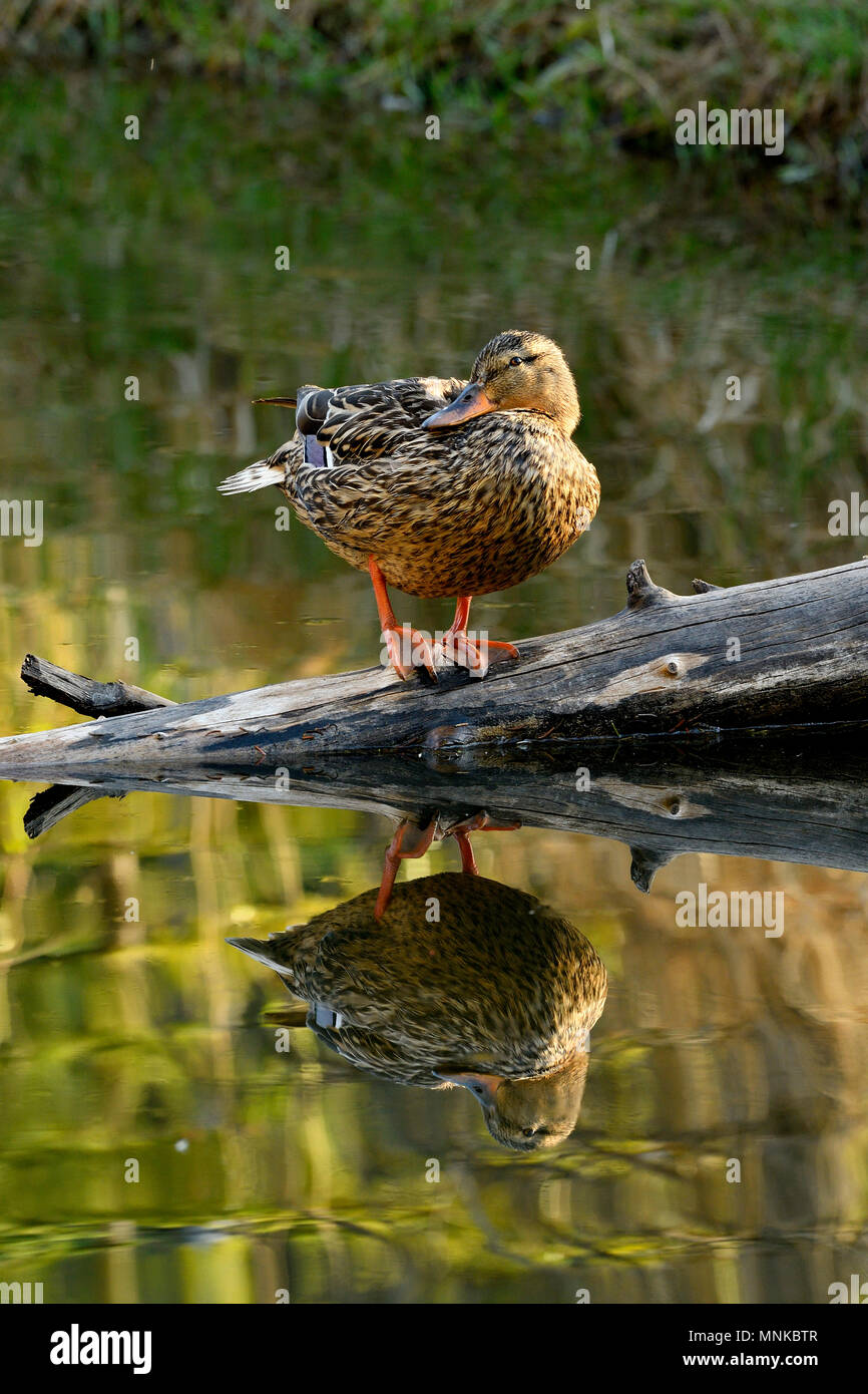 Malard duck anas platyrhynchos bird hi-res stock photography and images ...