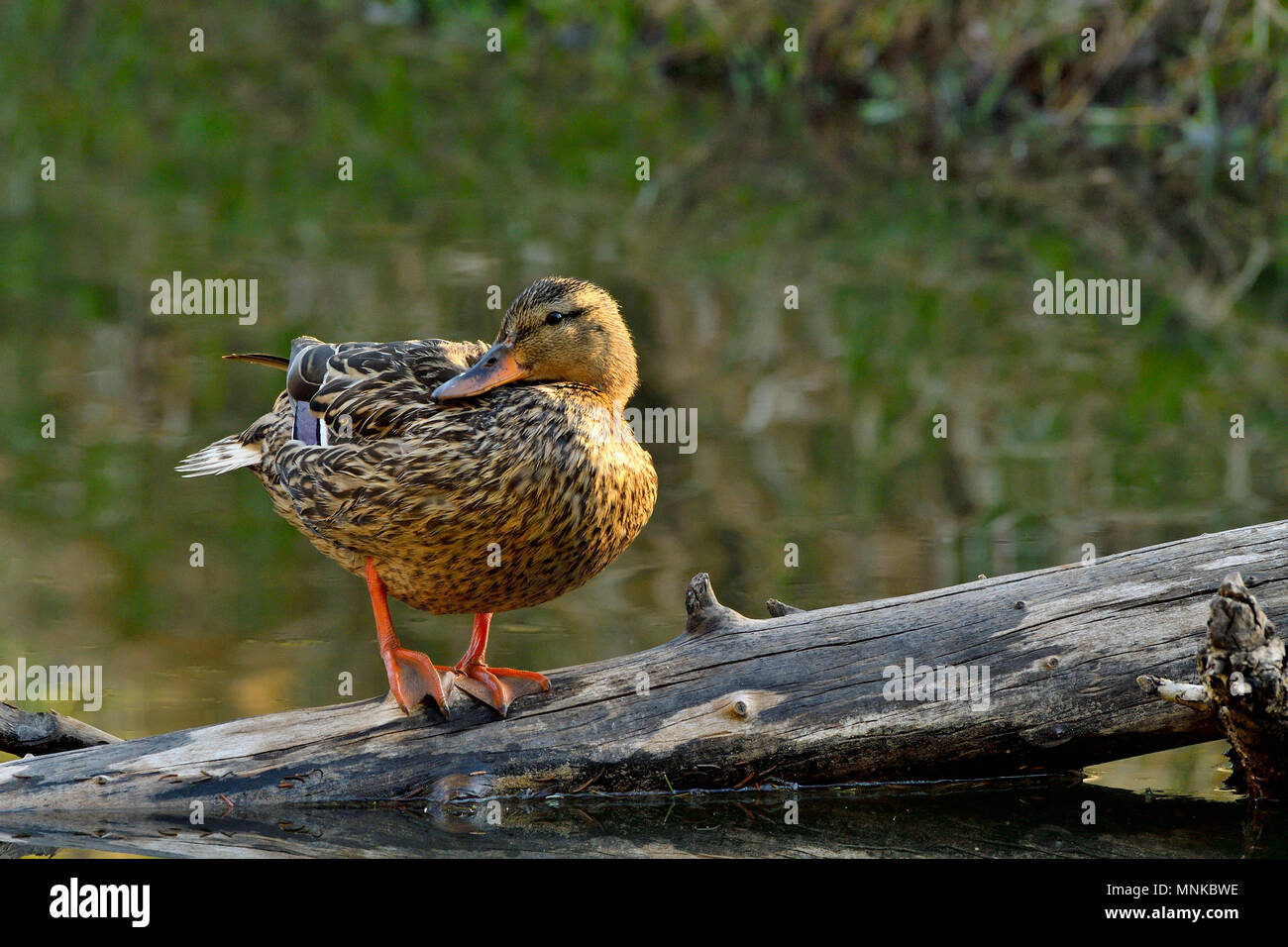 Malard duck hi-res stock photography and images - Alamy