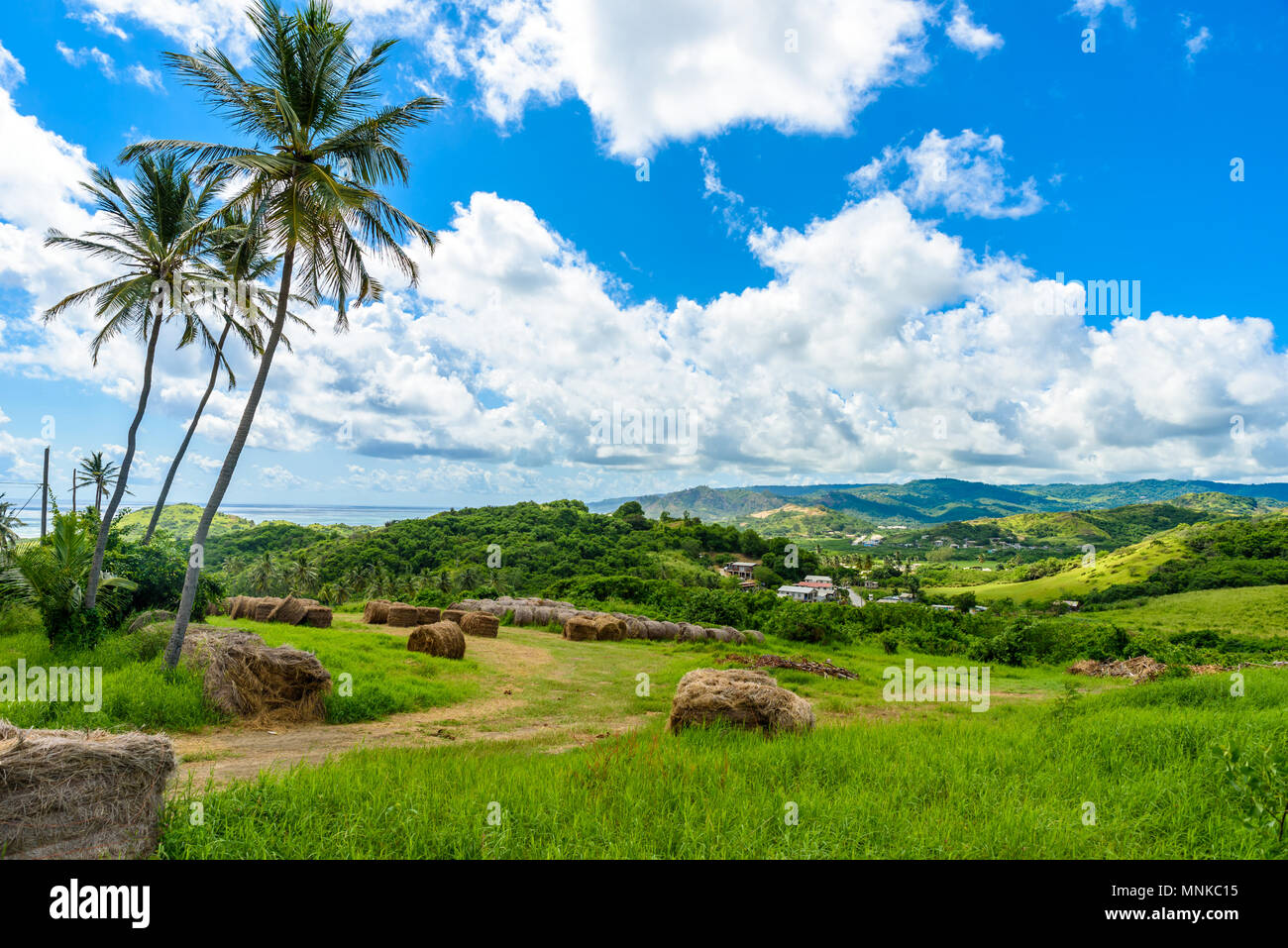 View from Cherry Tree Hill to tropical coast of caribbean island ...