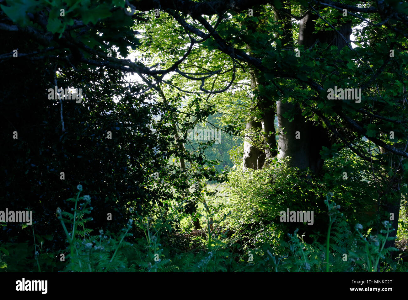 dark tree outline Stock Photo - Alamy