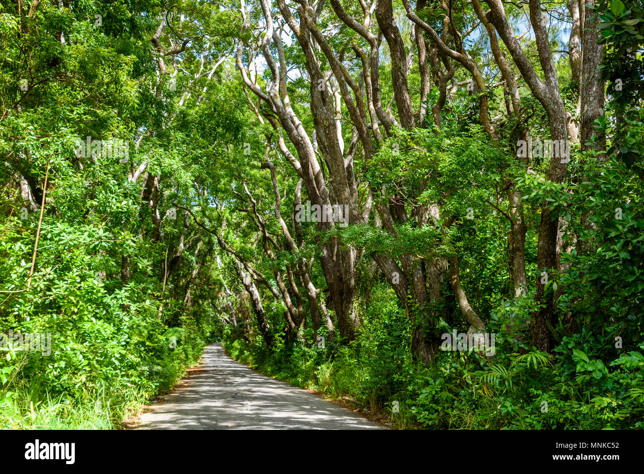 Tree-lined walk at Cherry Tree Hill Reserve - caribbean island Barbados ...