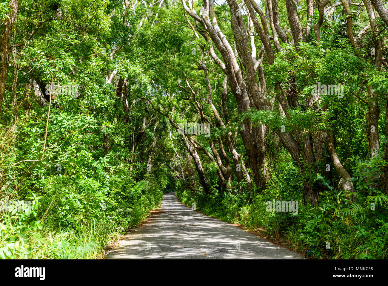 Tree-lined walk at Cherry Tree Hill Reserve - caribbean island Barbados ...