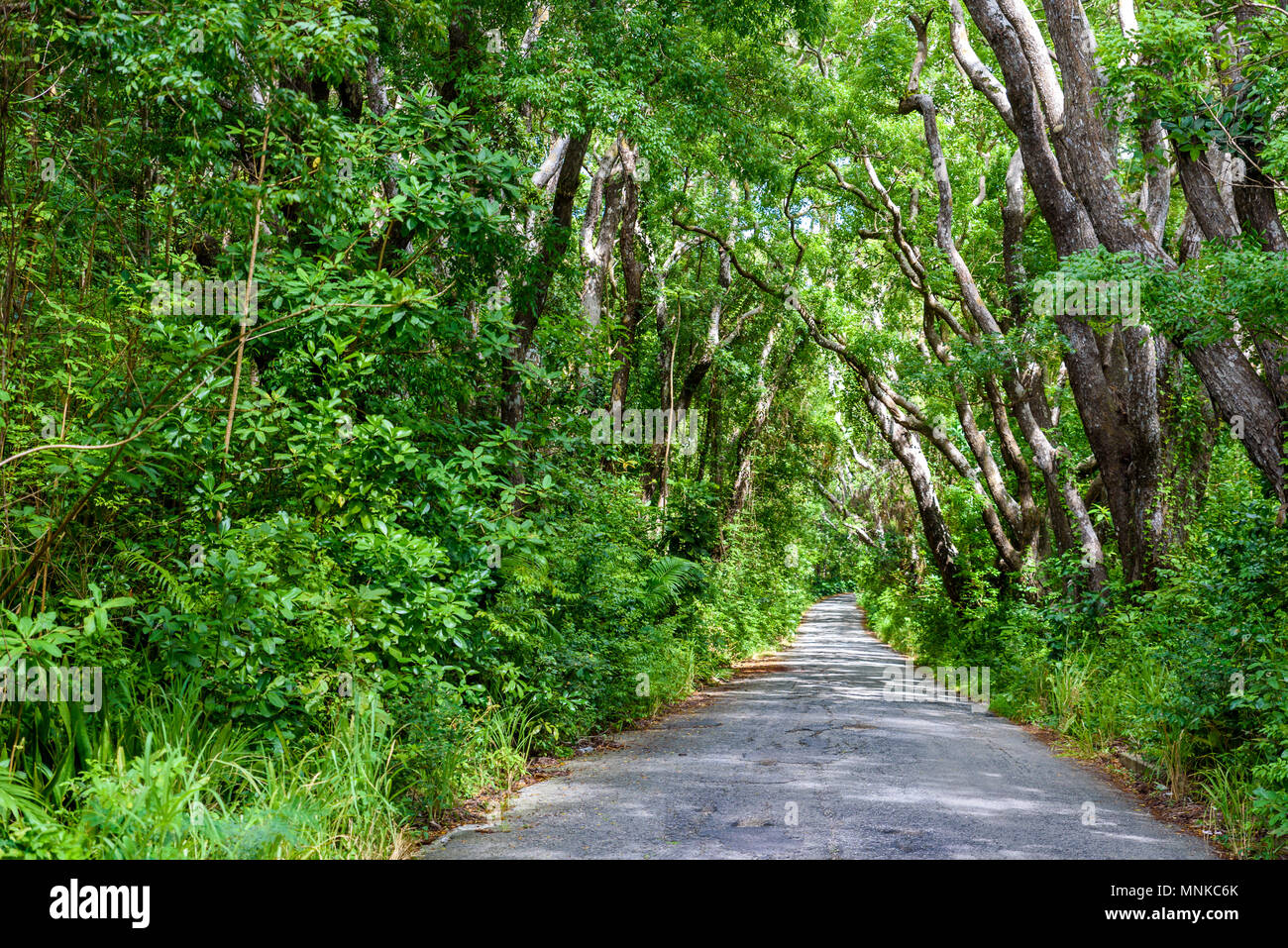 Tree-lined walk at Cherry Tree Hill Reserve - caribbean island Barbados ...