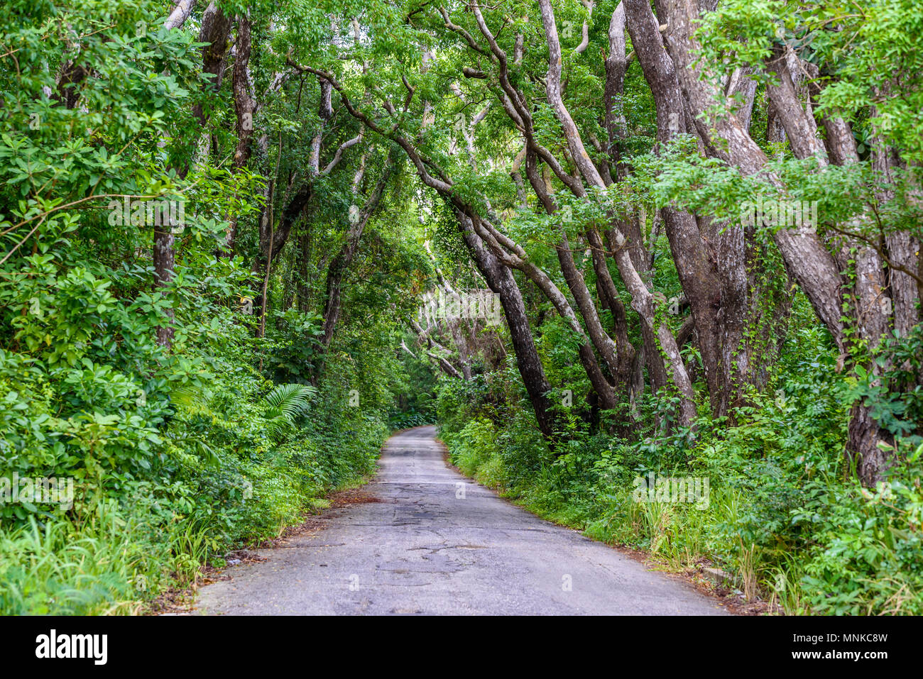Tree-lined walk at Cherry Tree Hill Reserve - caribbean island Barbados ...