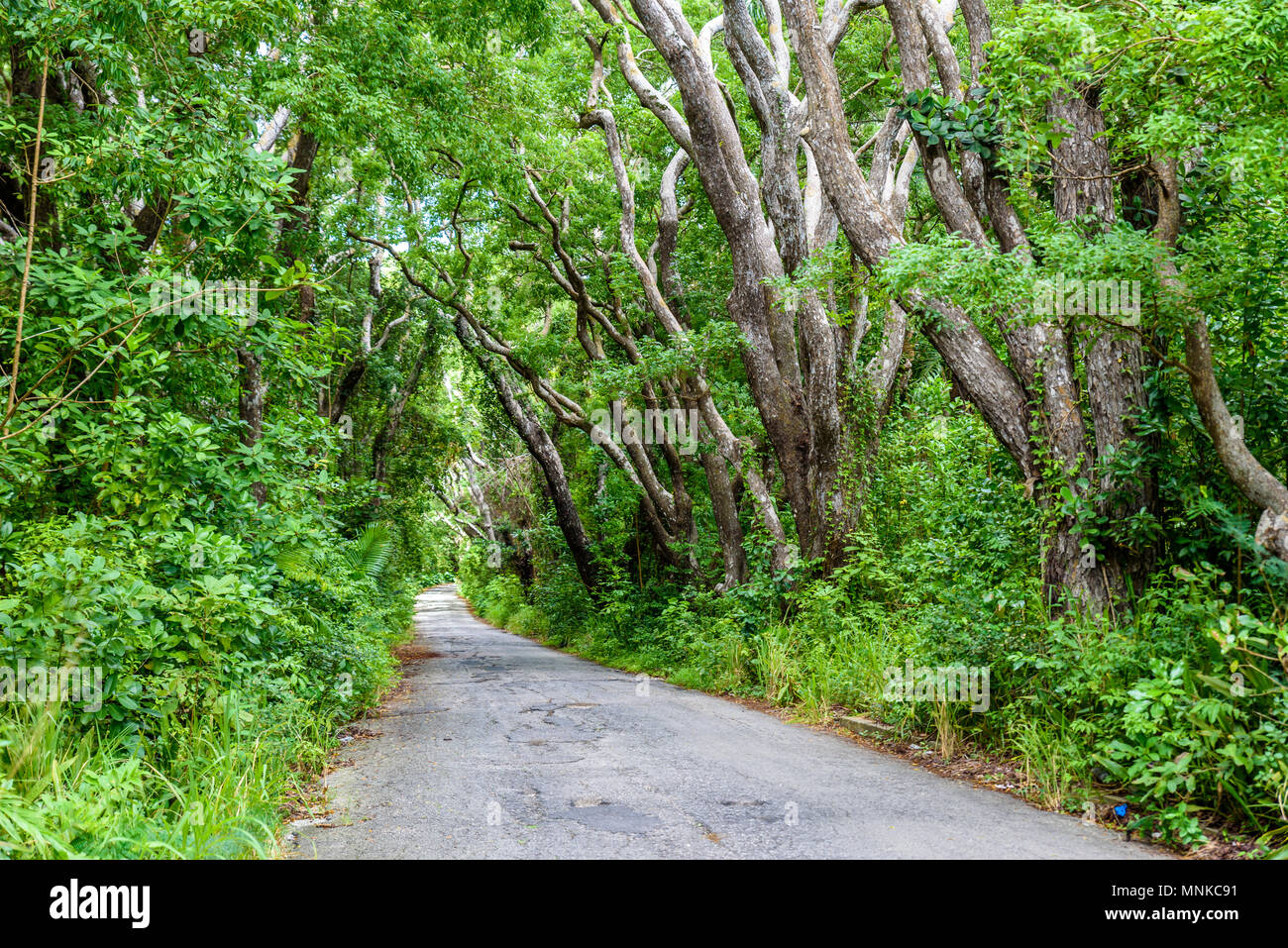 Tree-lined walk at Cherry Tree Hill Reserve - caribbean island Barbados ...