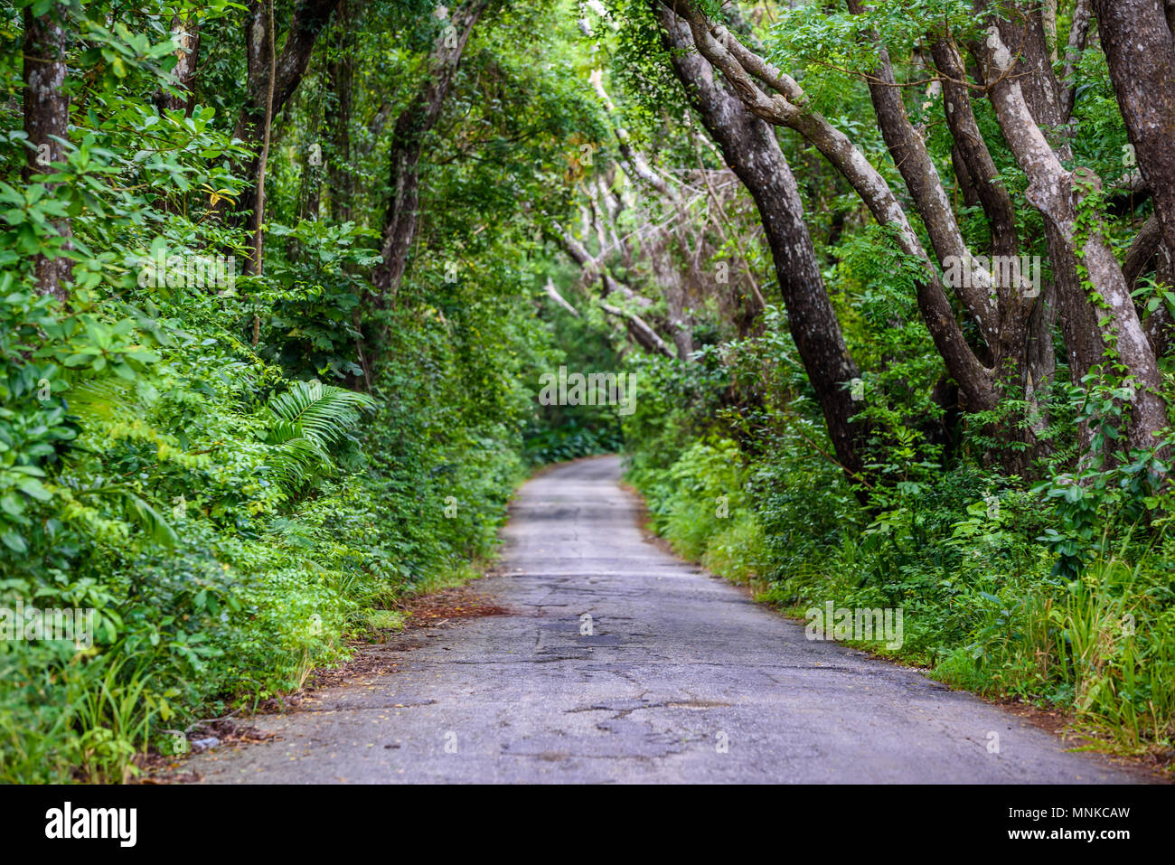 Tree-lined walk at Cherry Tree Hill Reserve - caribbean island Barbados ...