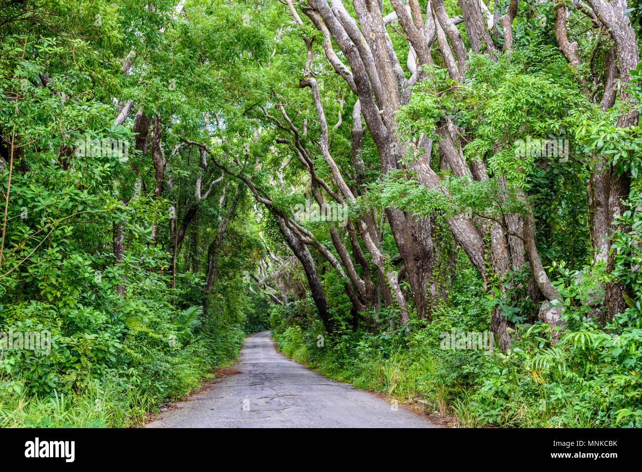 Tree-lined walk at Cherry Tree Hill Reserve - caribbean island Barbados ...