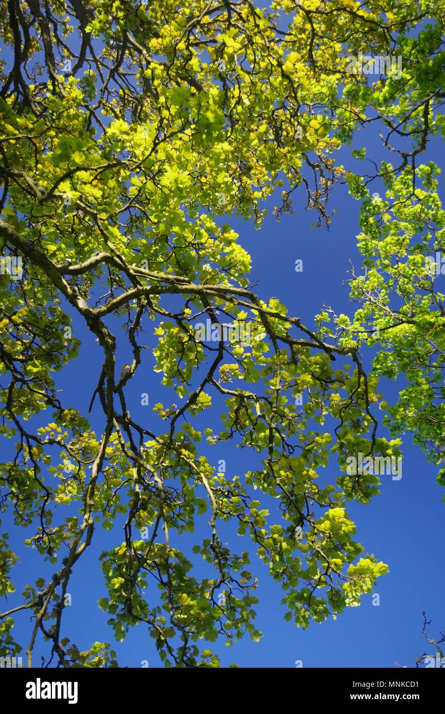 Acid Green Spring Foliage of a Scottish Decidious Tree Canopy. Old ...