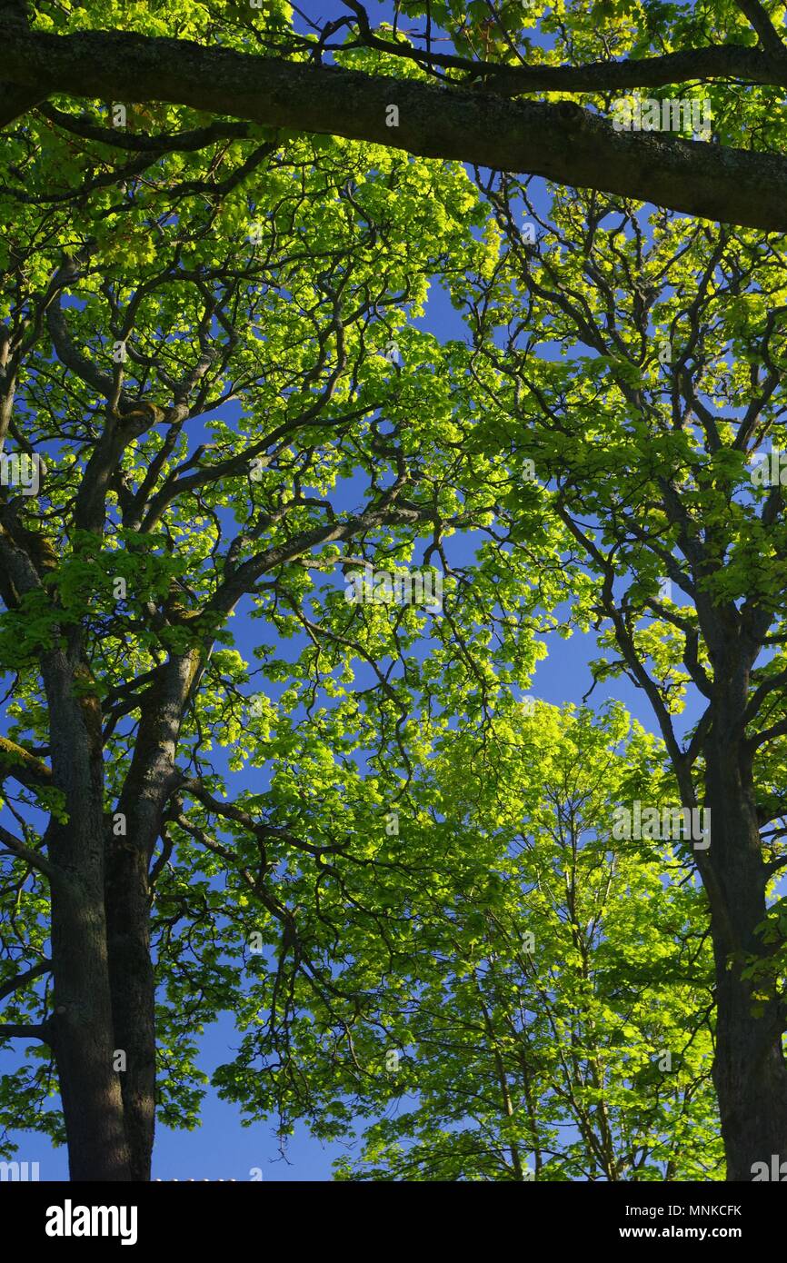 Acid Green Spring Foliage of a Scottish Decidious Tree Canopy. Old ...