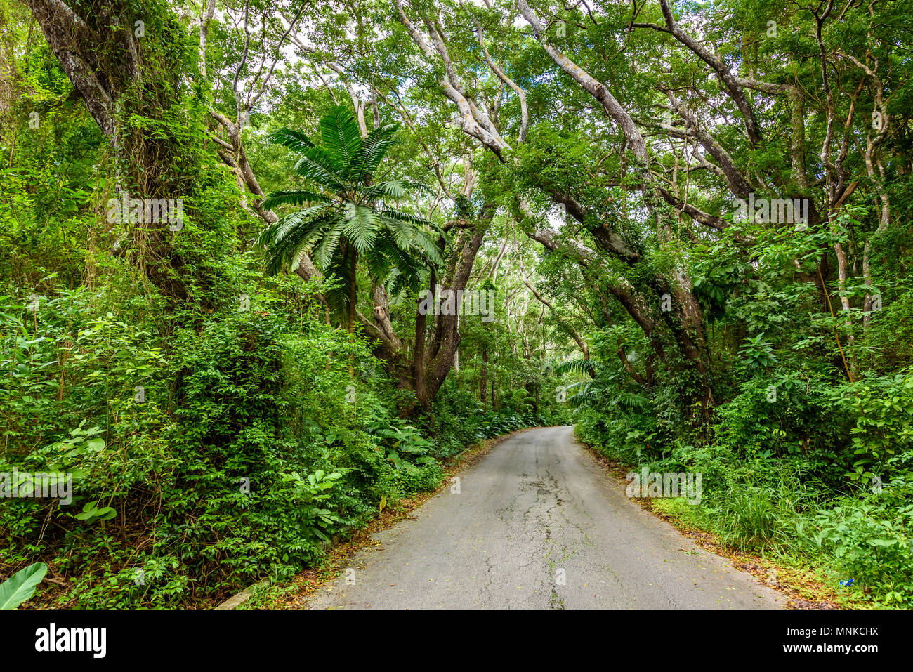 Tree-lined walk at Cherry Tree Hill Reserve - caribbean island Barbados ...