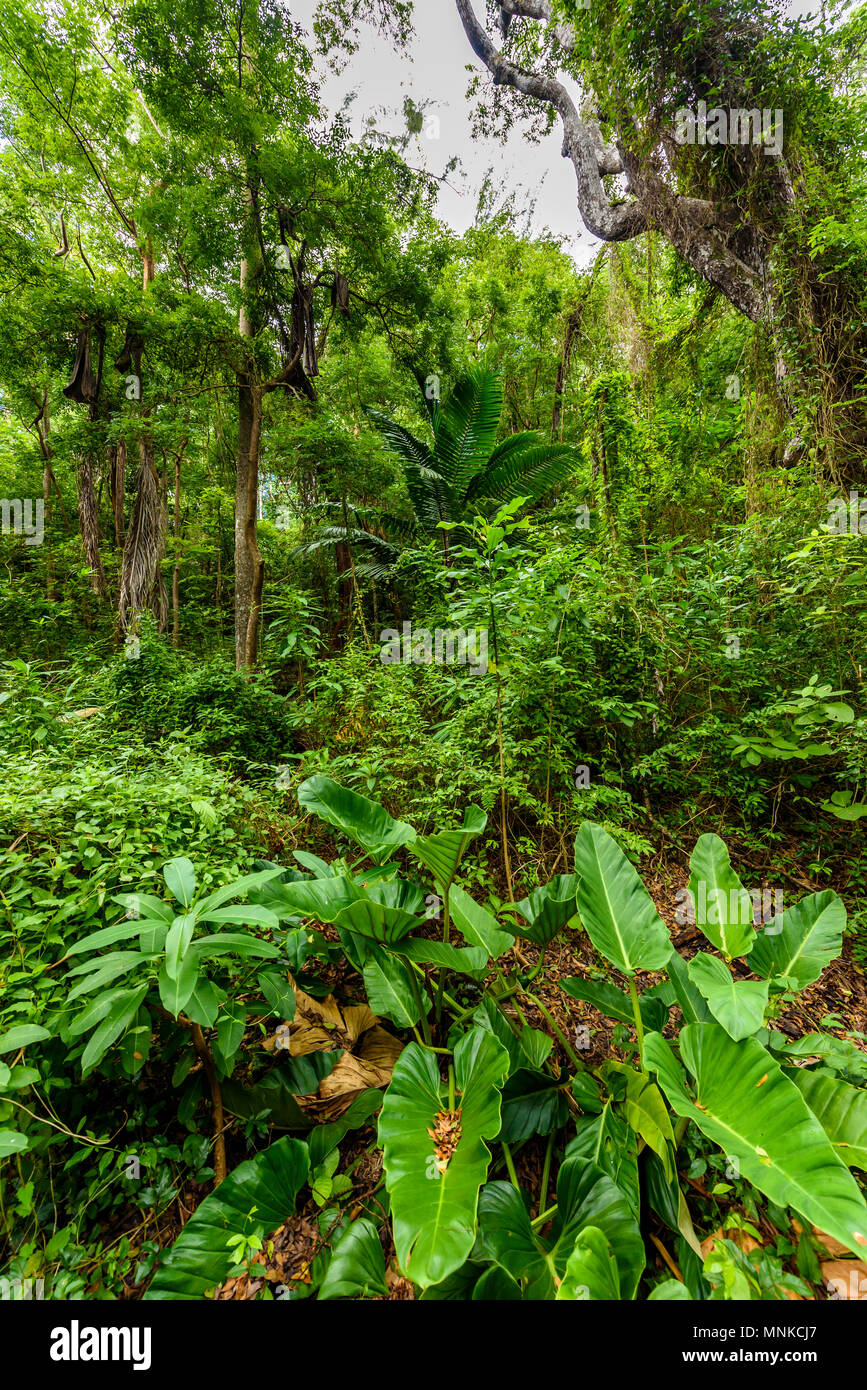 Tree-lined walk at Cherry Tree Hill Reserve - caribbean island Barbados ...