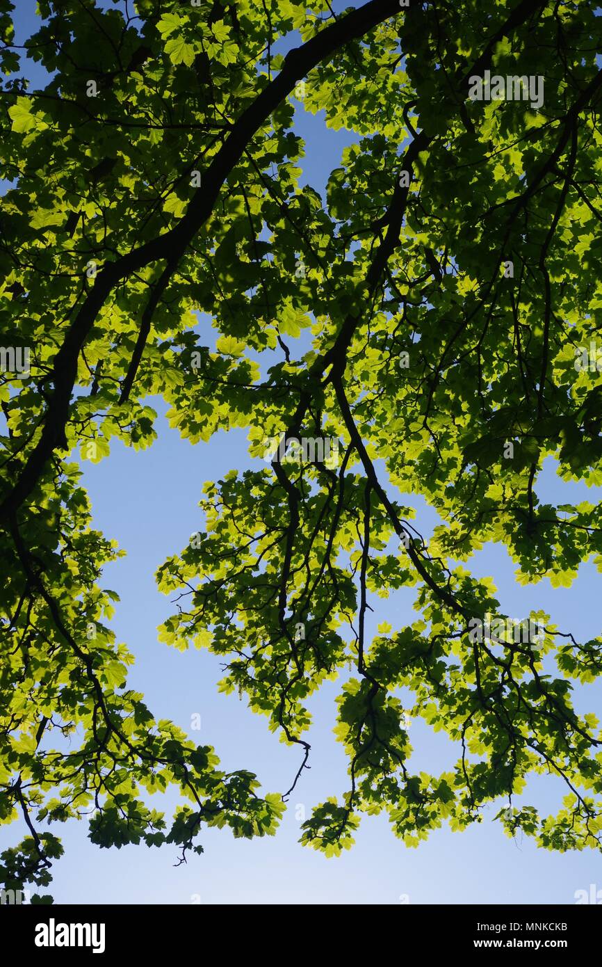 Acid Green Spring Foliage of a Scottish Decidious Tree Canopy. Old ...