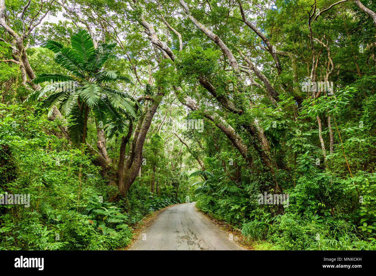 Tree-lined walk at Cherry Tree Hill Reserve - caribbean island Barbados ...