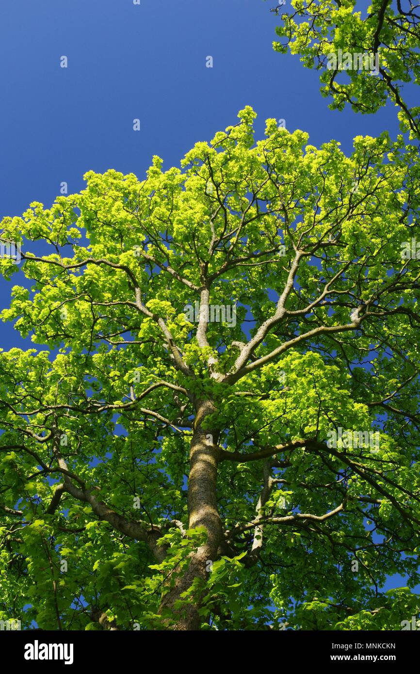 Acid Green Spring Foliage of a Scottish Decidious Tree Canopy. Old ...