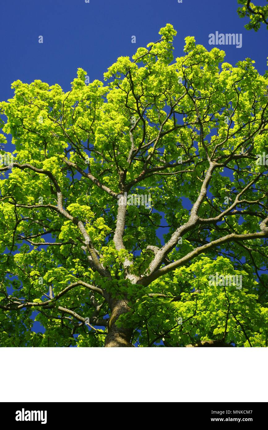 Acid Green Spring Foliage of a Scottish Decidious Tree Canopy. Old ...