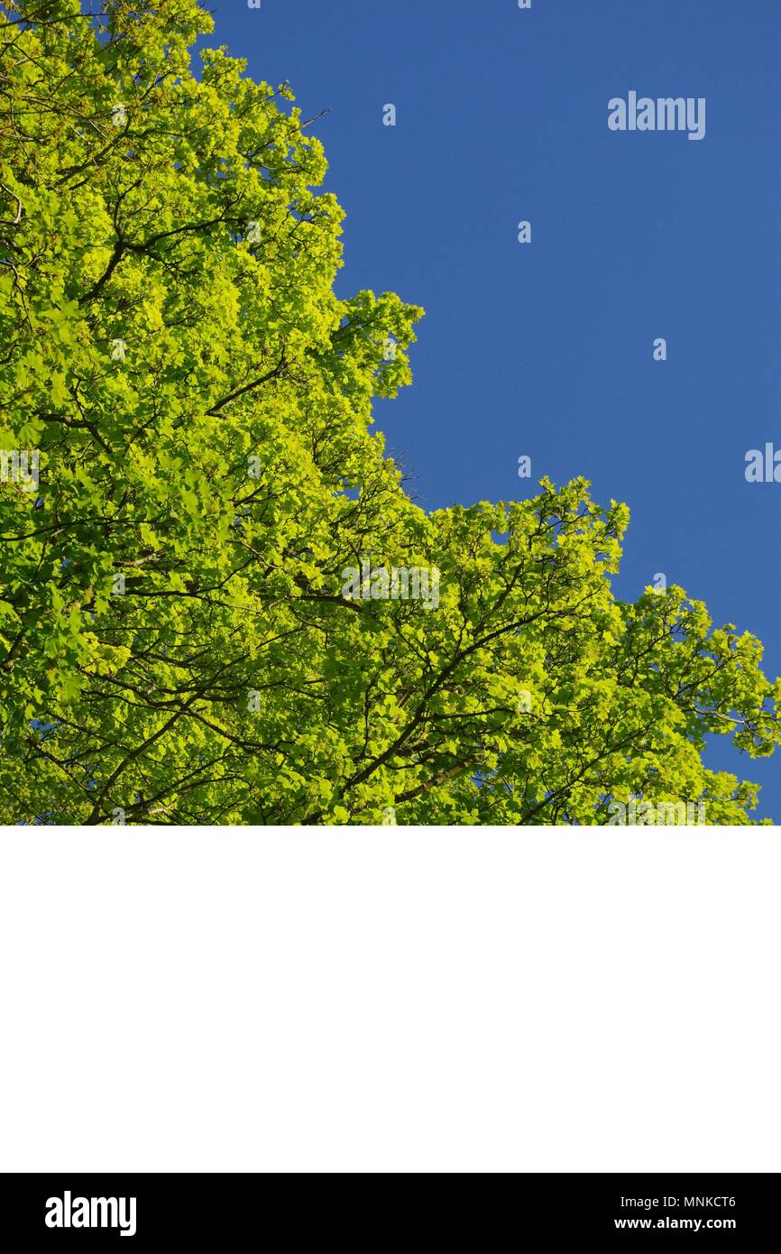 Acid Green Spring Foliage of a Scottish Decidious Tree Canopy. Old ...