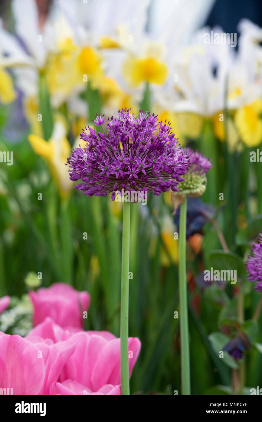 Allium hollandicum 'Purple Sensation'. Ornamental Onion flowers on ...