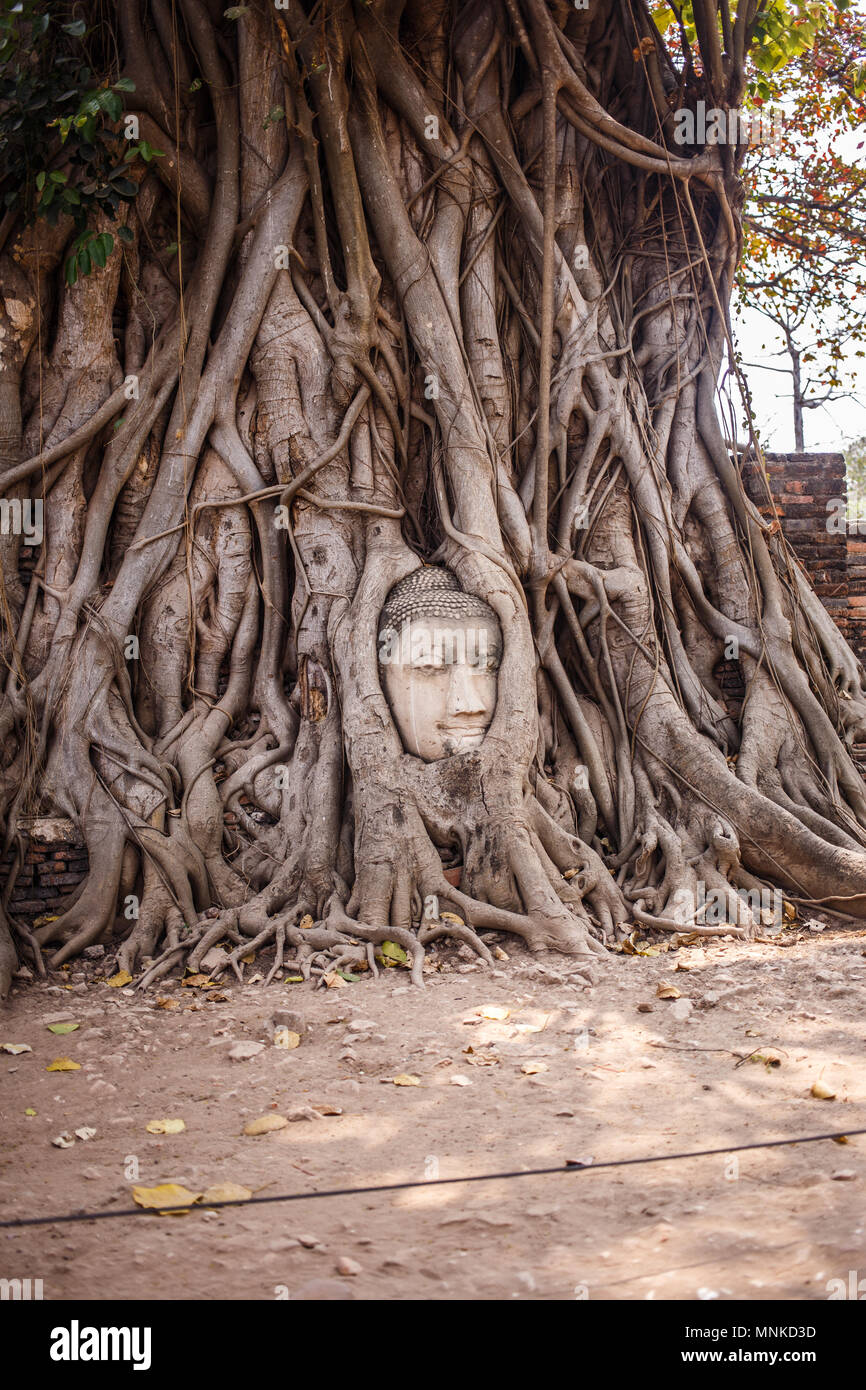Buddha Head Tree Wat Maha That trapped in Bodhi Tree roots Stock Photo ...