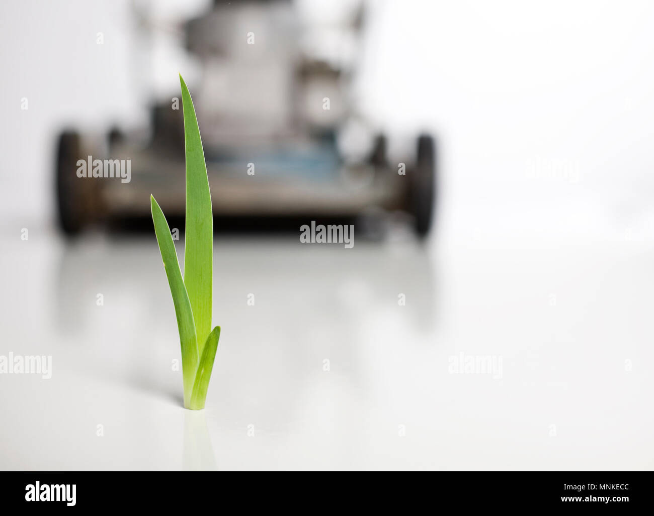 Single Blade Of Grass