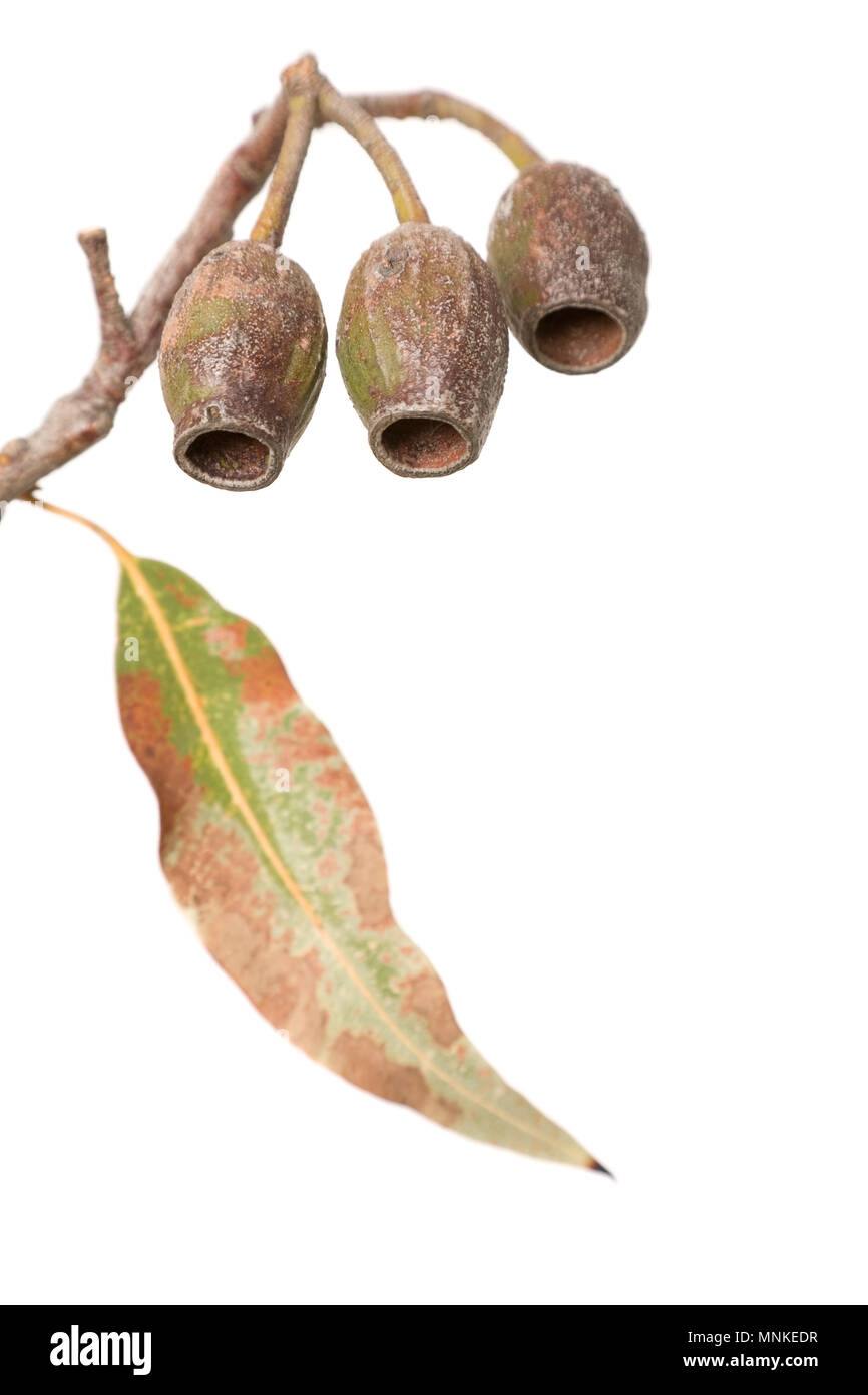 Australian gum tree white background Cut Out Stock Images & Pictures ...